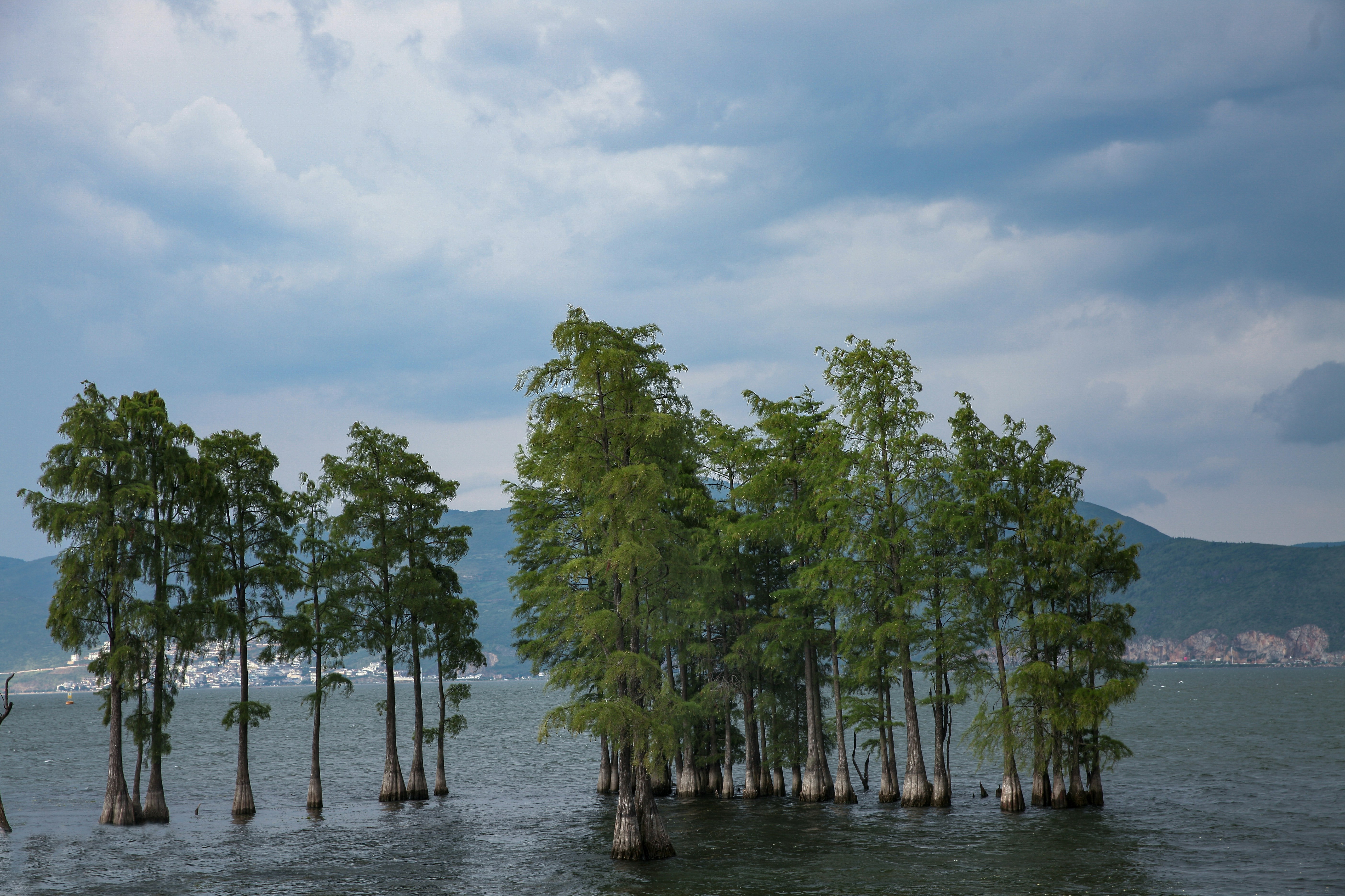 Trees growing in a calm lake under cloudy sky photo – Free Lake Image ...