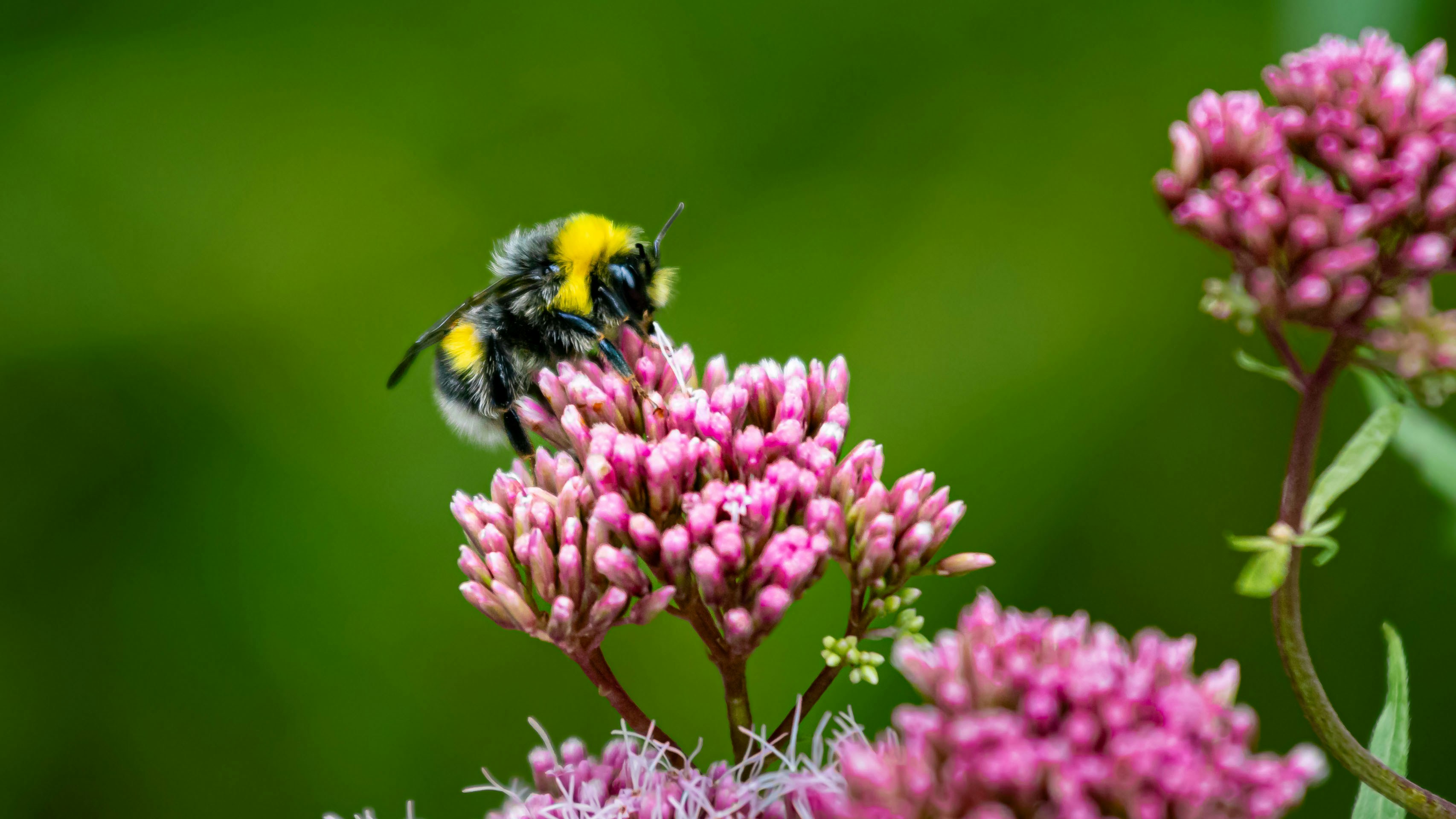 A bumblebee collects nectar from a pink flower