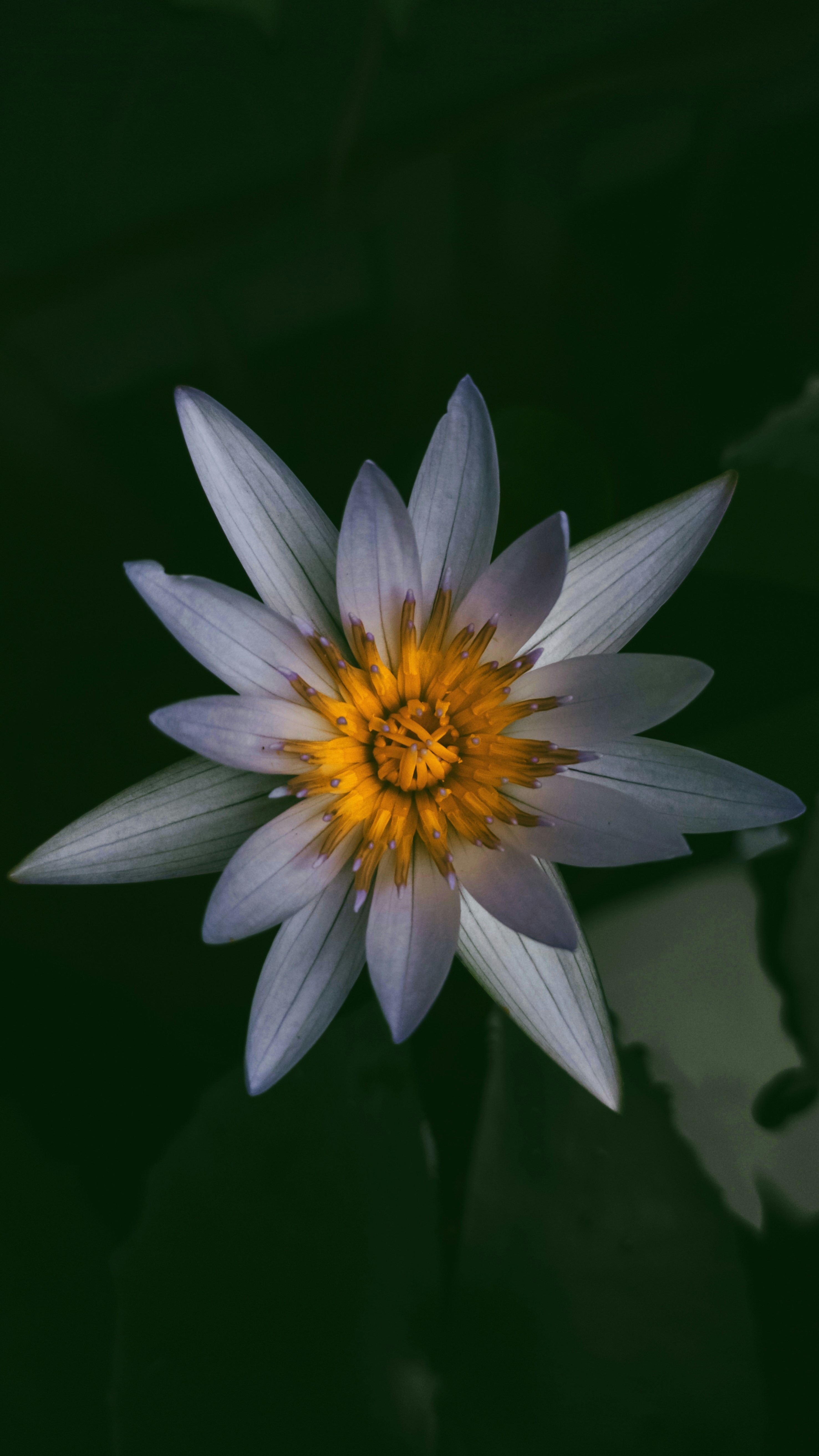 Ashish AB (@true_reflection_s) | Komunitas Foto Unsplash