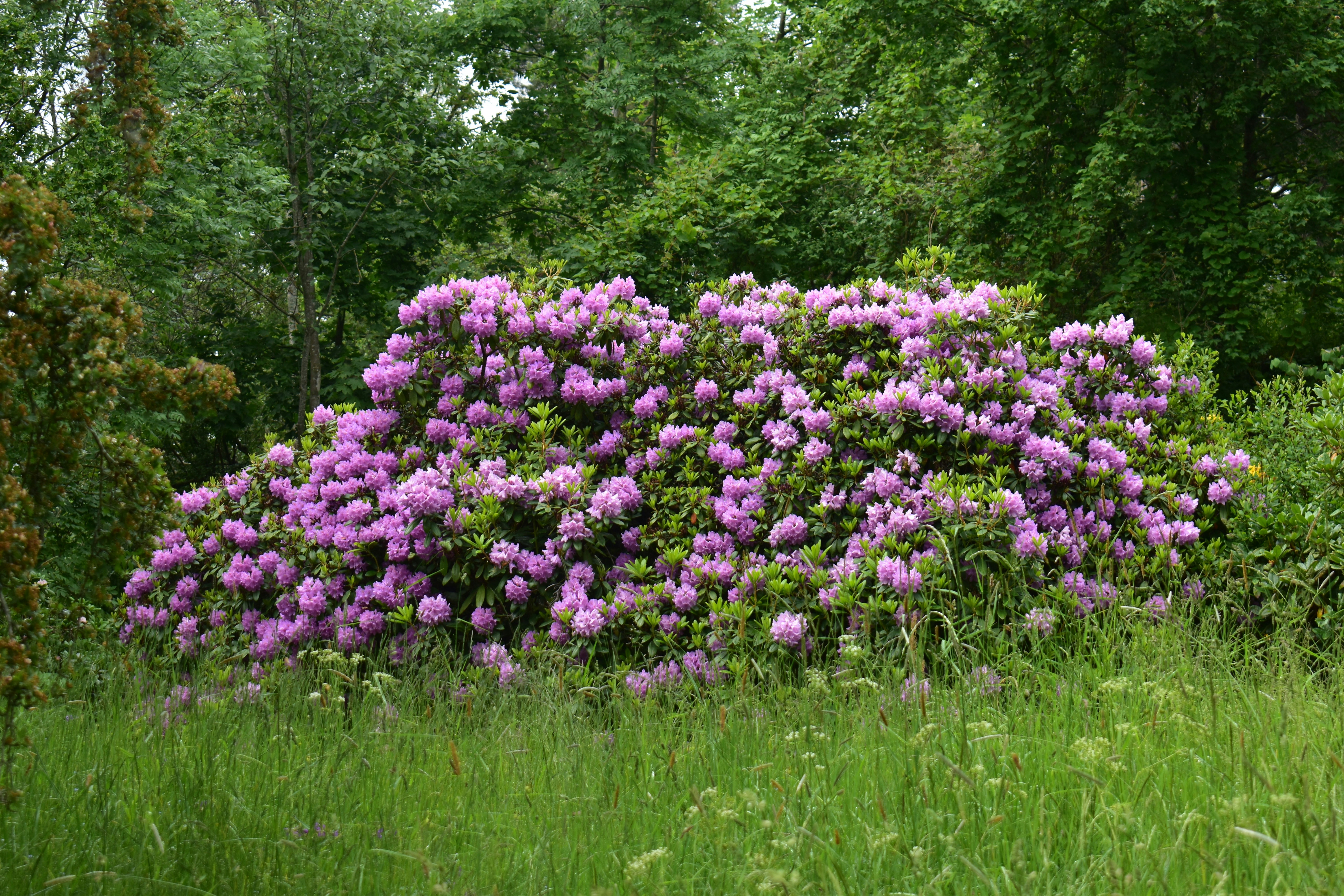 A large bush with vibrant pink flowers.