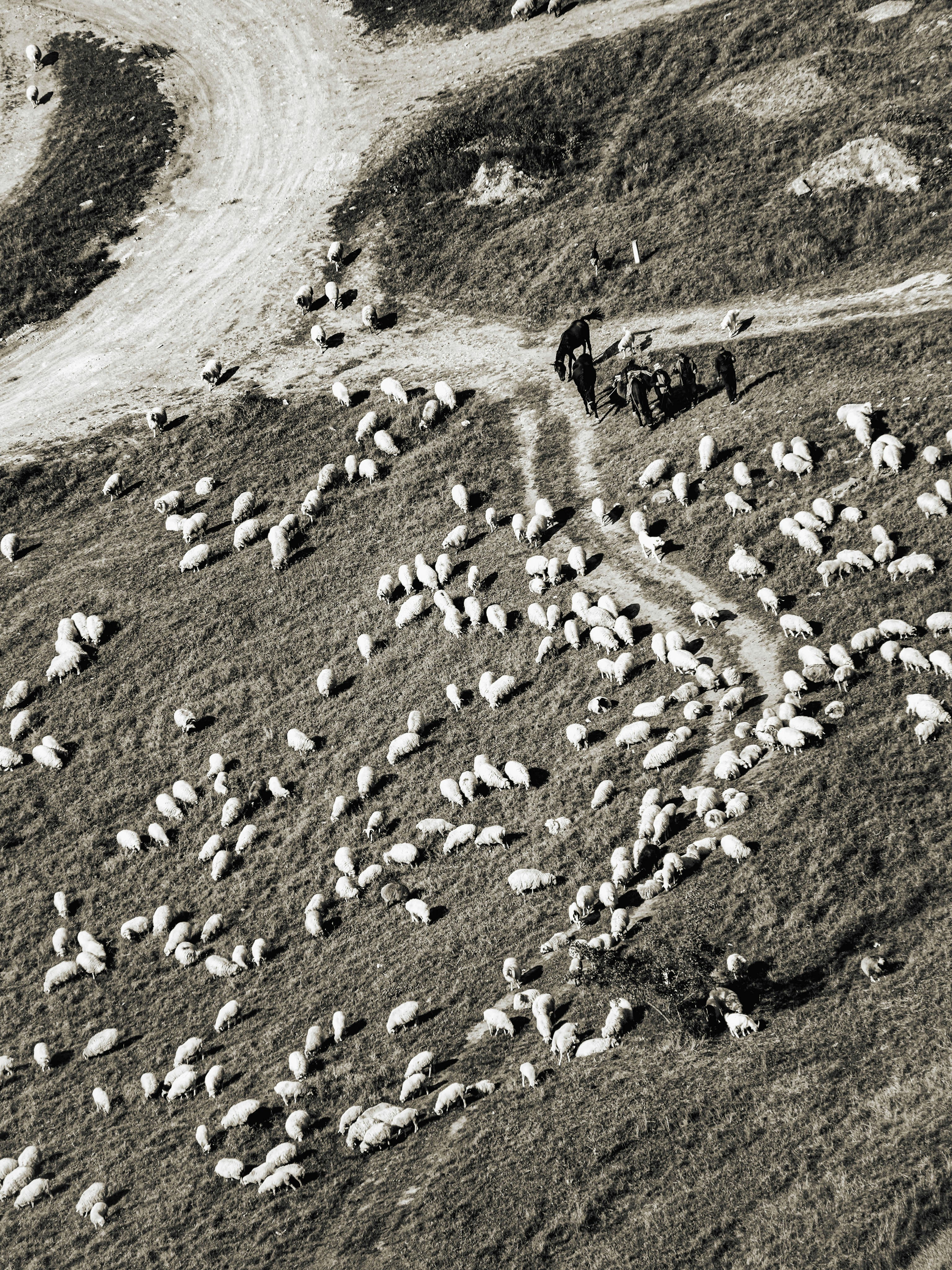 A flock of sheep photographed from above | Flock of sheep grazing on a grassy hillside