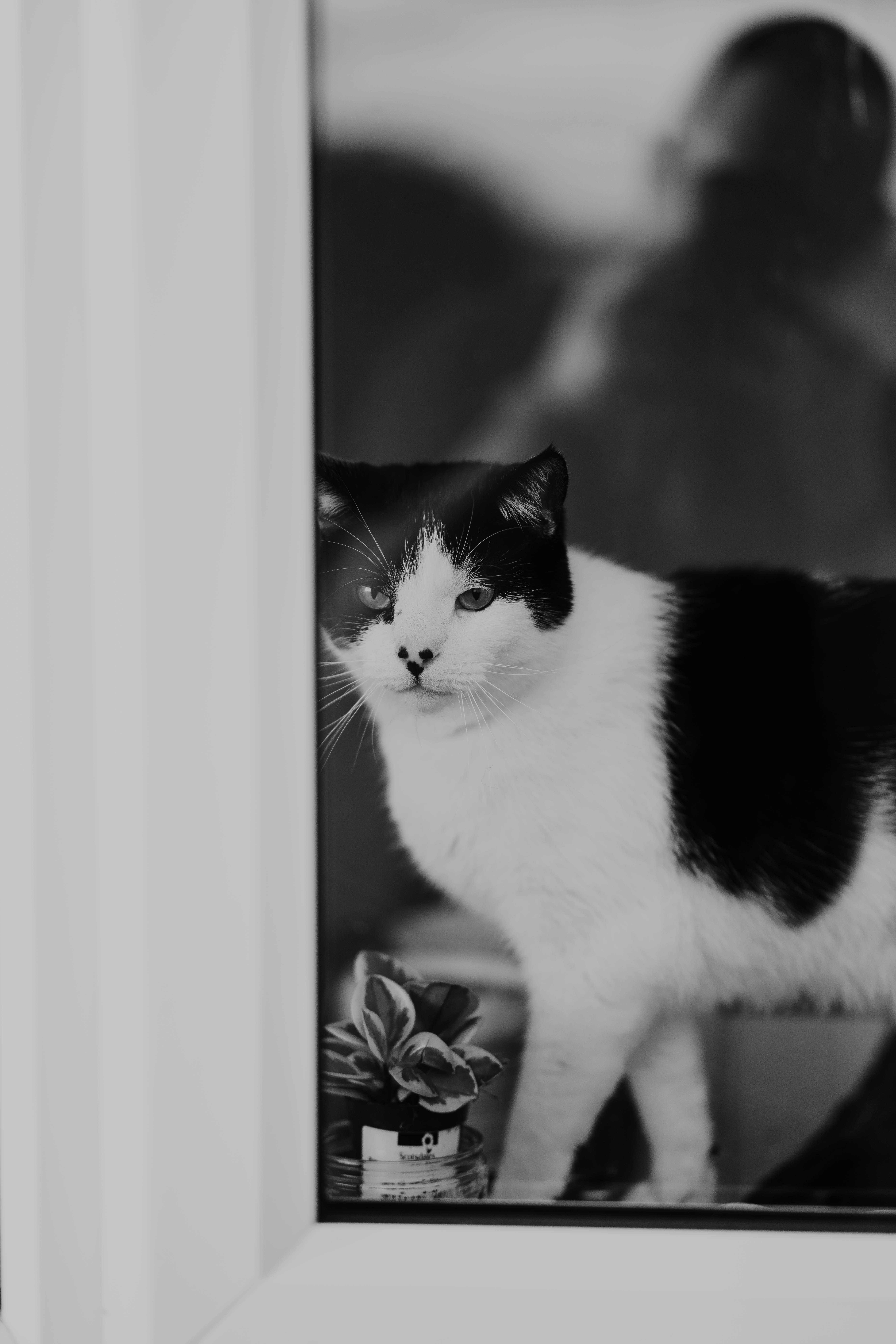 A Glimpse Through the Glass: The Curious Cat