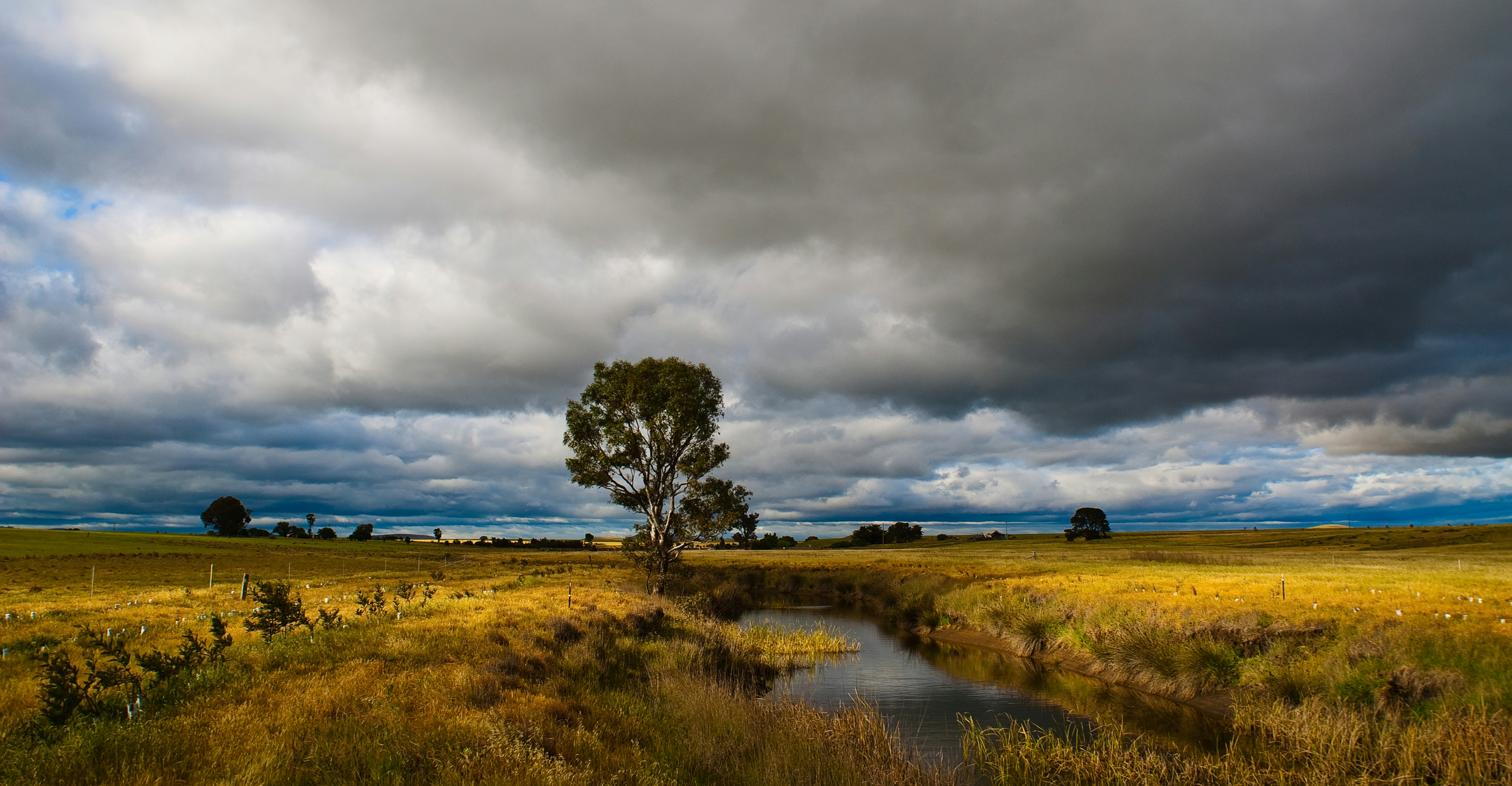 Solitary Sentinel in a Golden Expanse