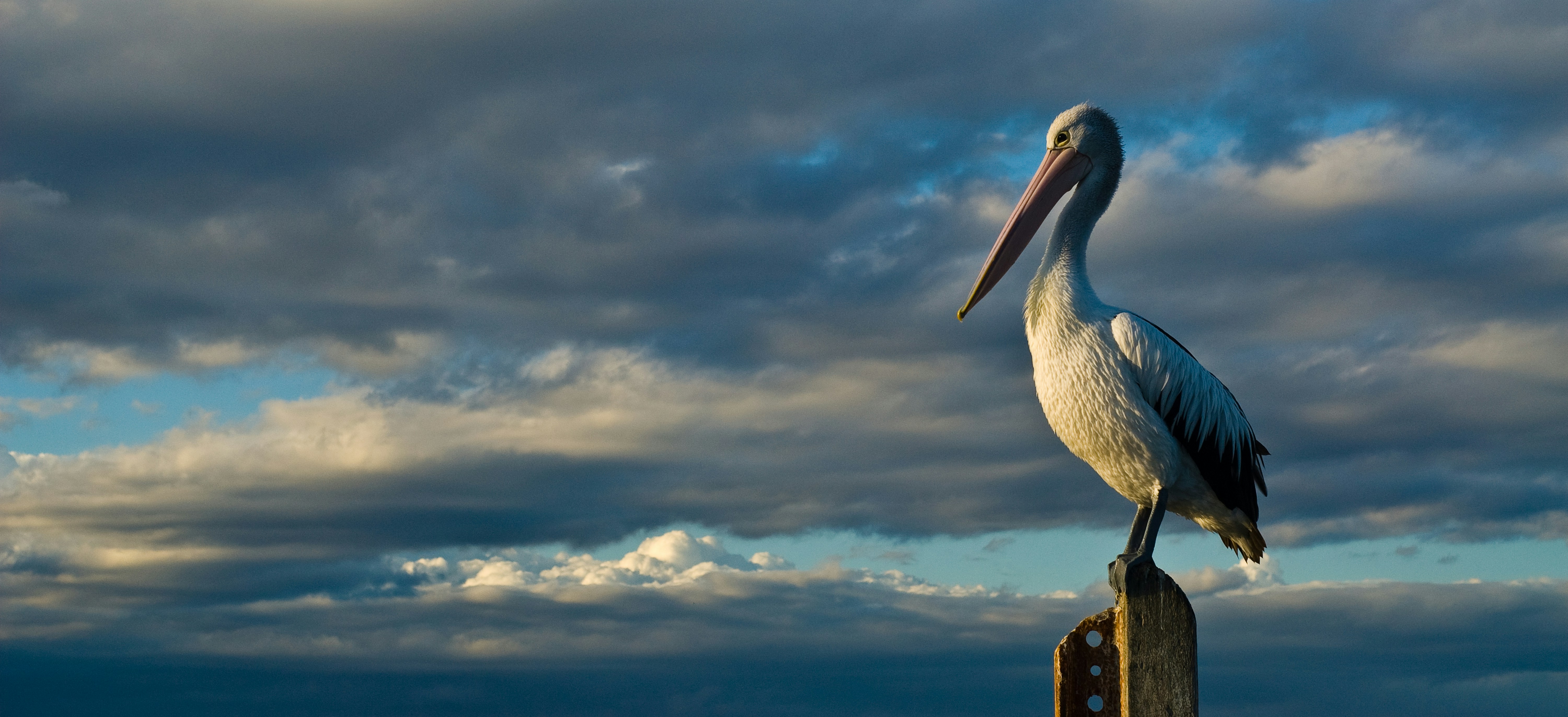 A pelican stands majestically on a wooden post against a backdrop of dramatic clouds, capturing the tranquil essence of nature.