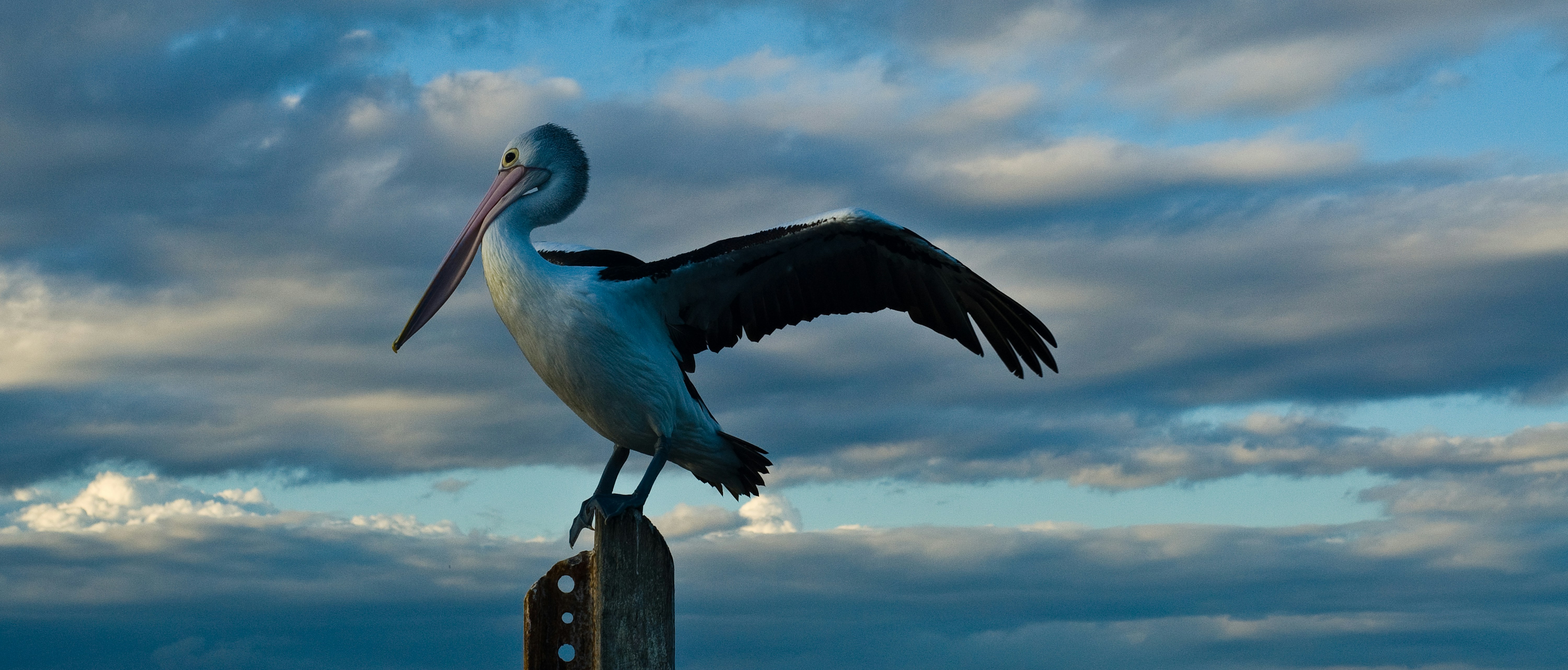 The Majestic Pelican's Perch