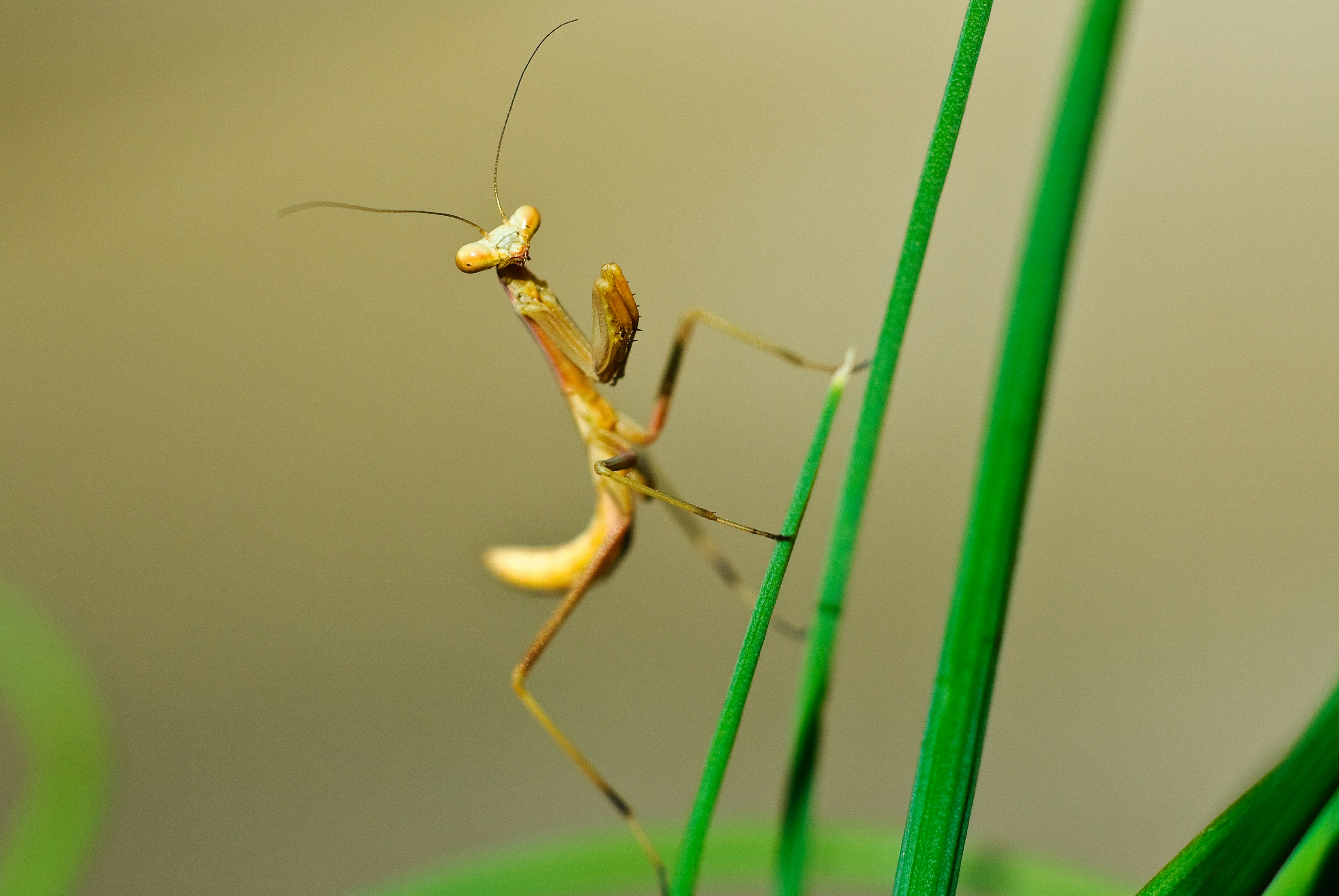 False Garden Mantis (Pseudomantis albofimbriata) | A small praying mantis climbs a green blade of grass.