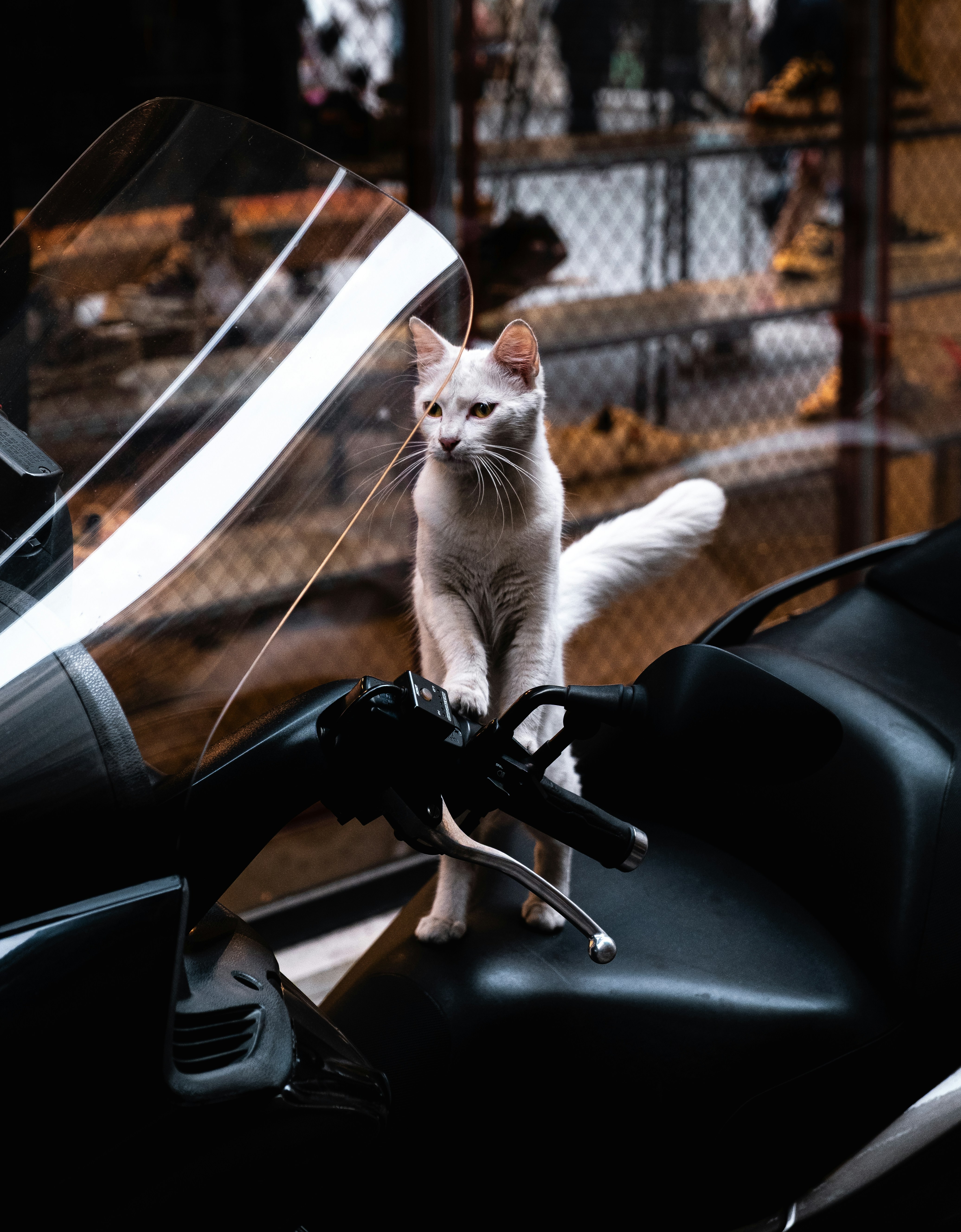 A white cat stands on a black motorcycle.