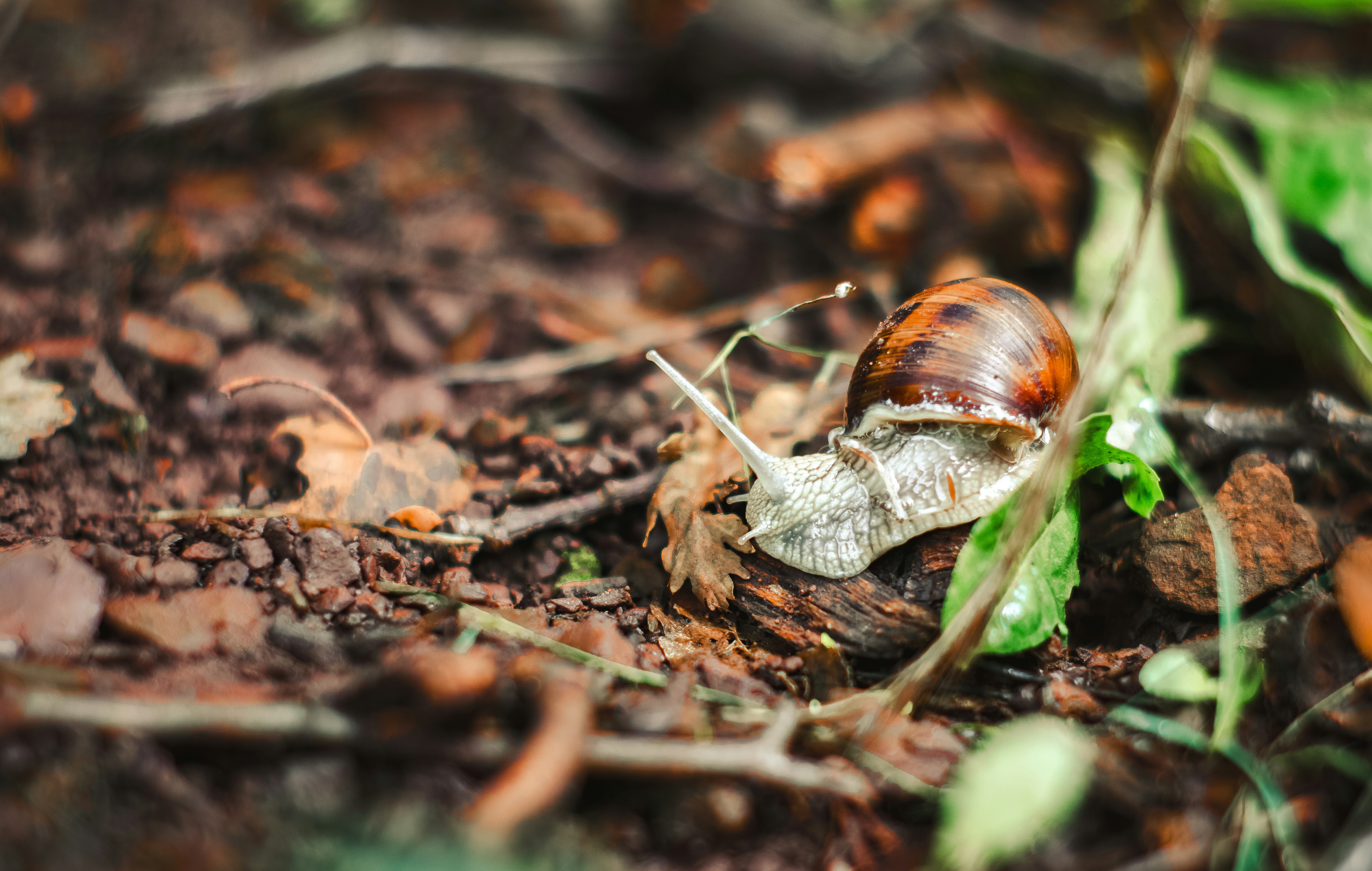 Nature's Slow Wanderer: The Snail's Journey