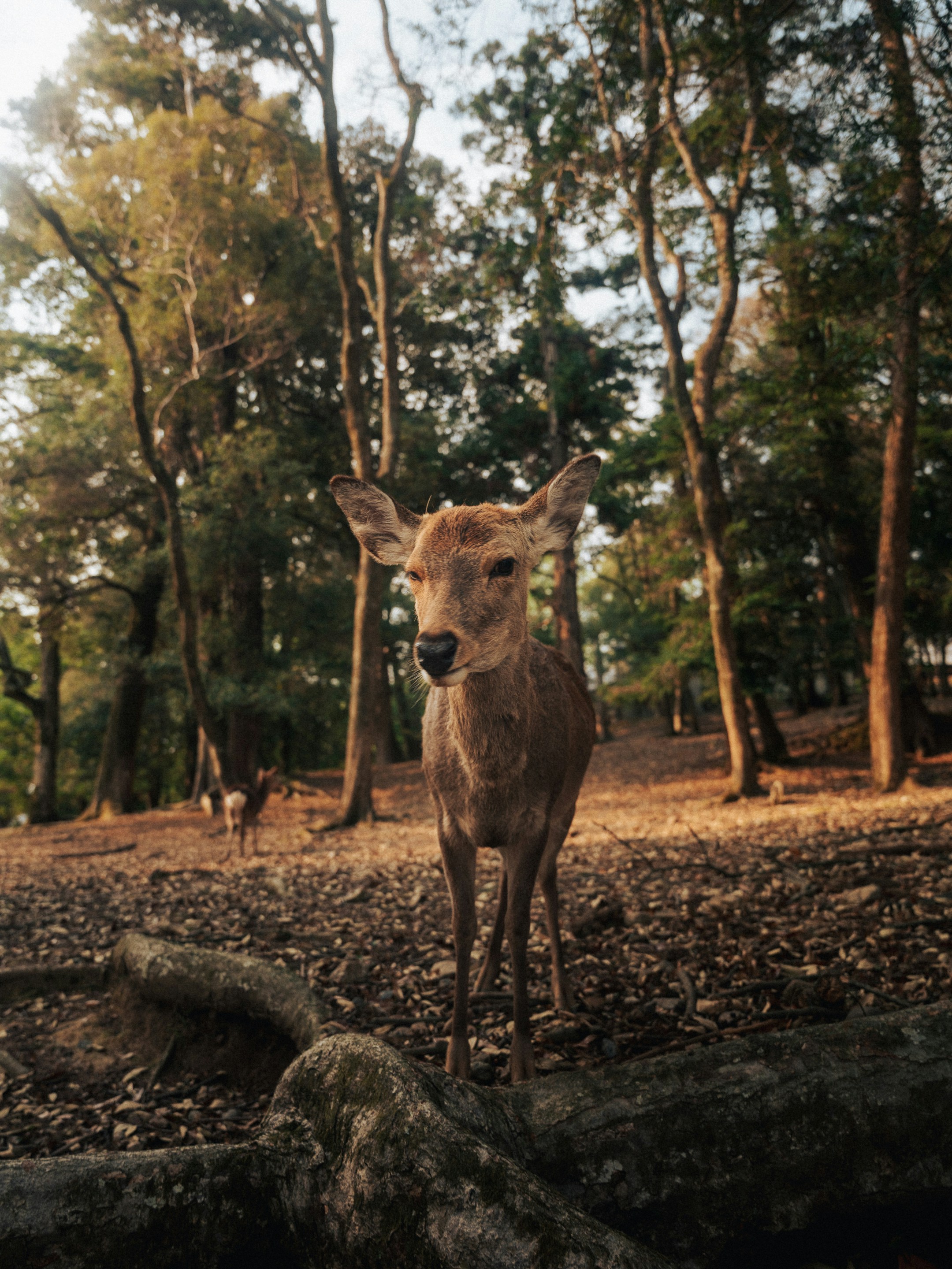 Whispers of the Woodland: A Serene Encounter