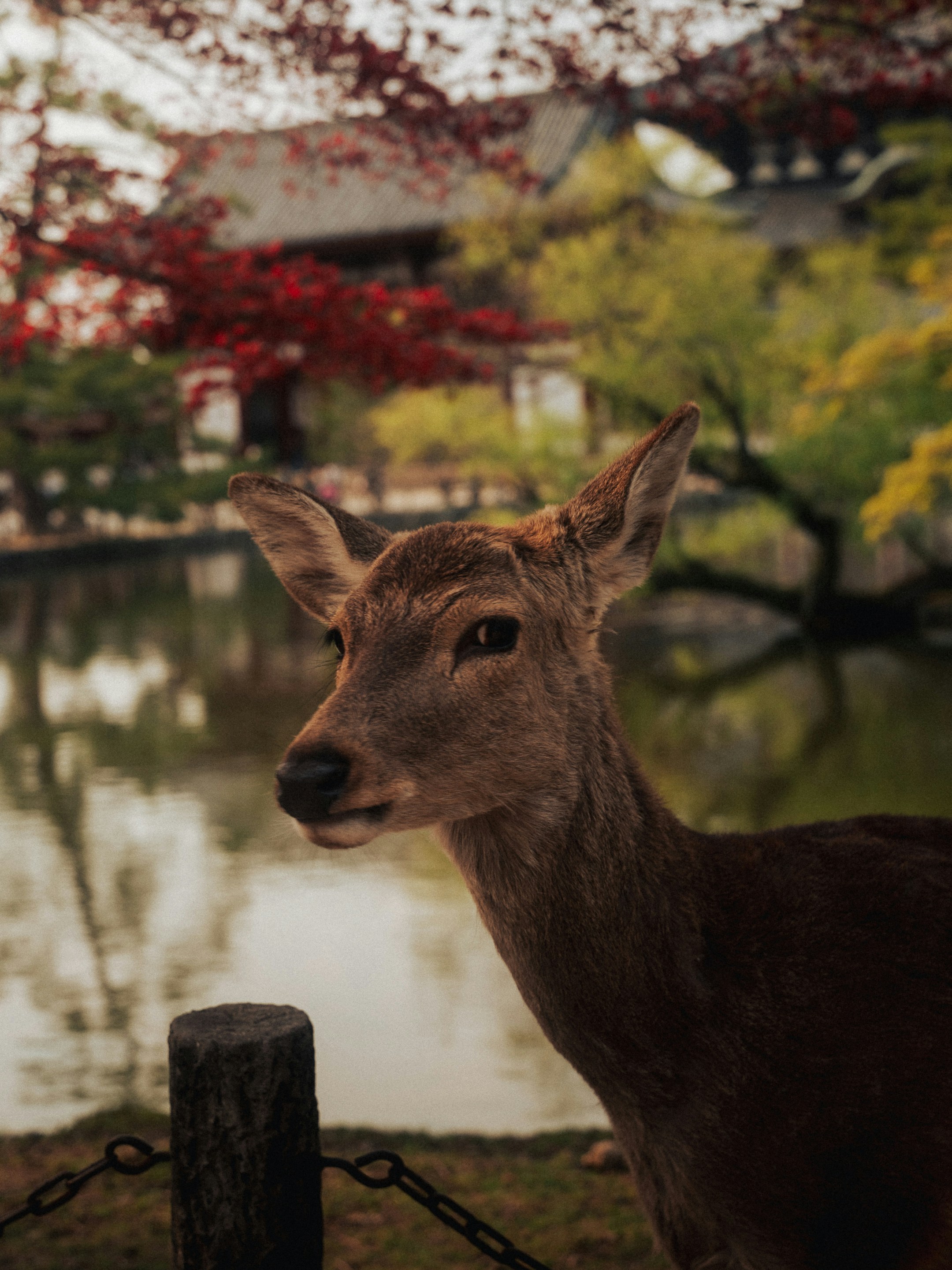 A deer gazes curiously at the viewer, framed by vibrant autumn foliage and a tranquil pond reflecting the surrounding colors.