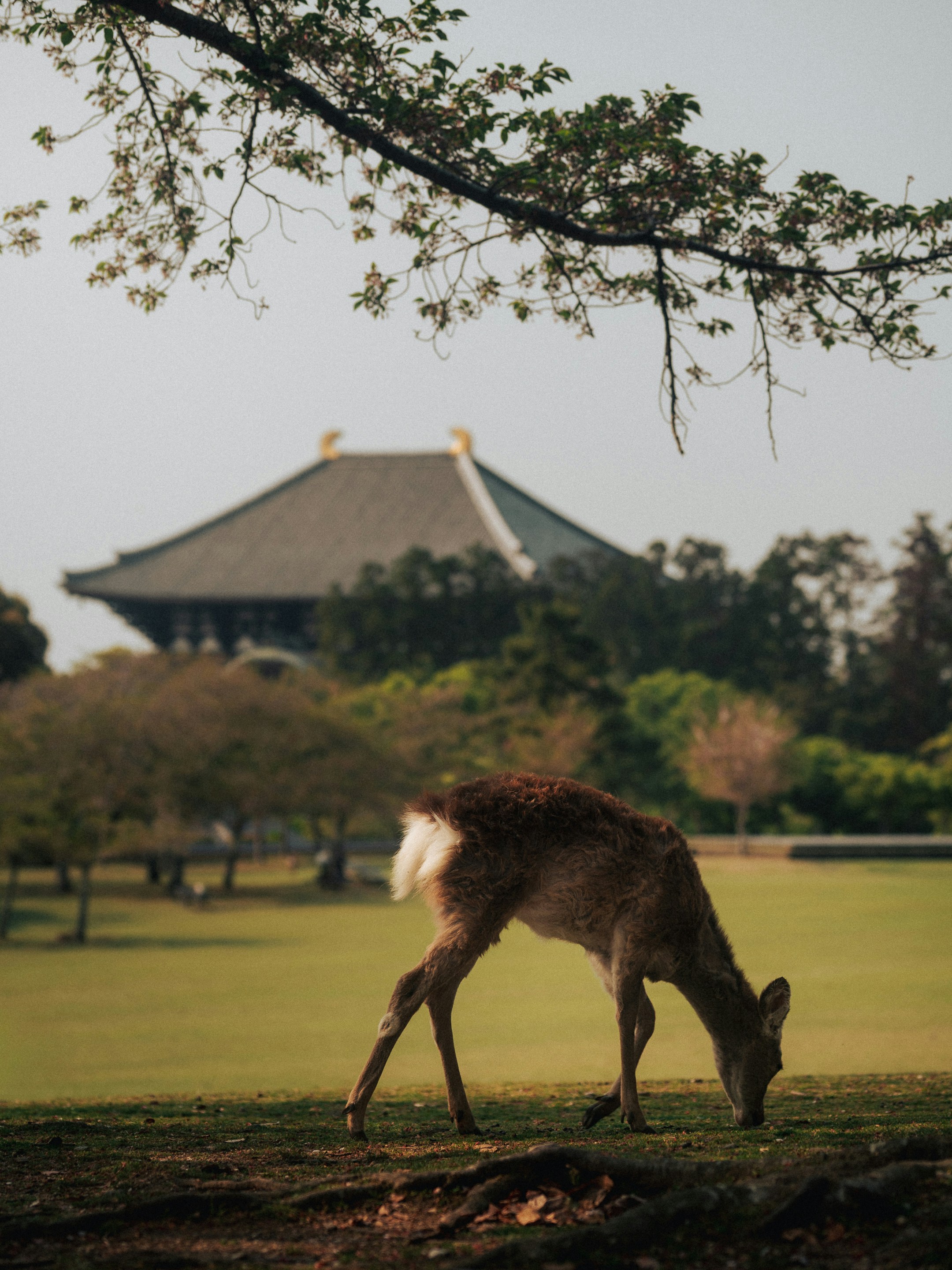 Serenity in the Shadows: A Deer's Afternoon Feast