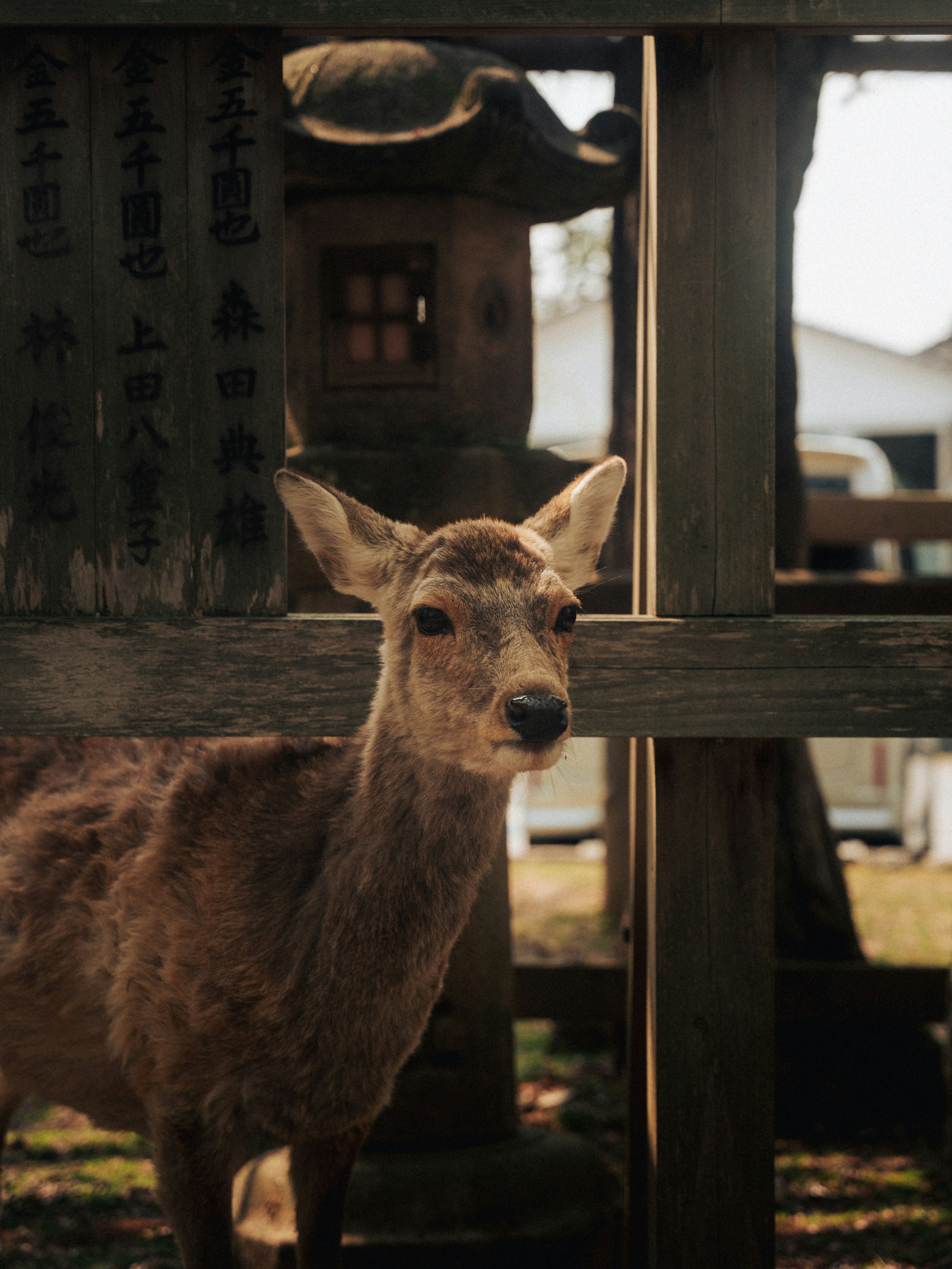 Young deer peering through wooden slats near a traditional lantern in a tranquil setting. The scene captures a harmonious blend of wildlife and cultural elements.