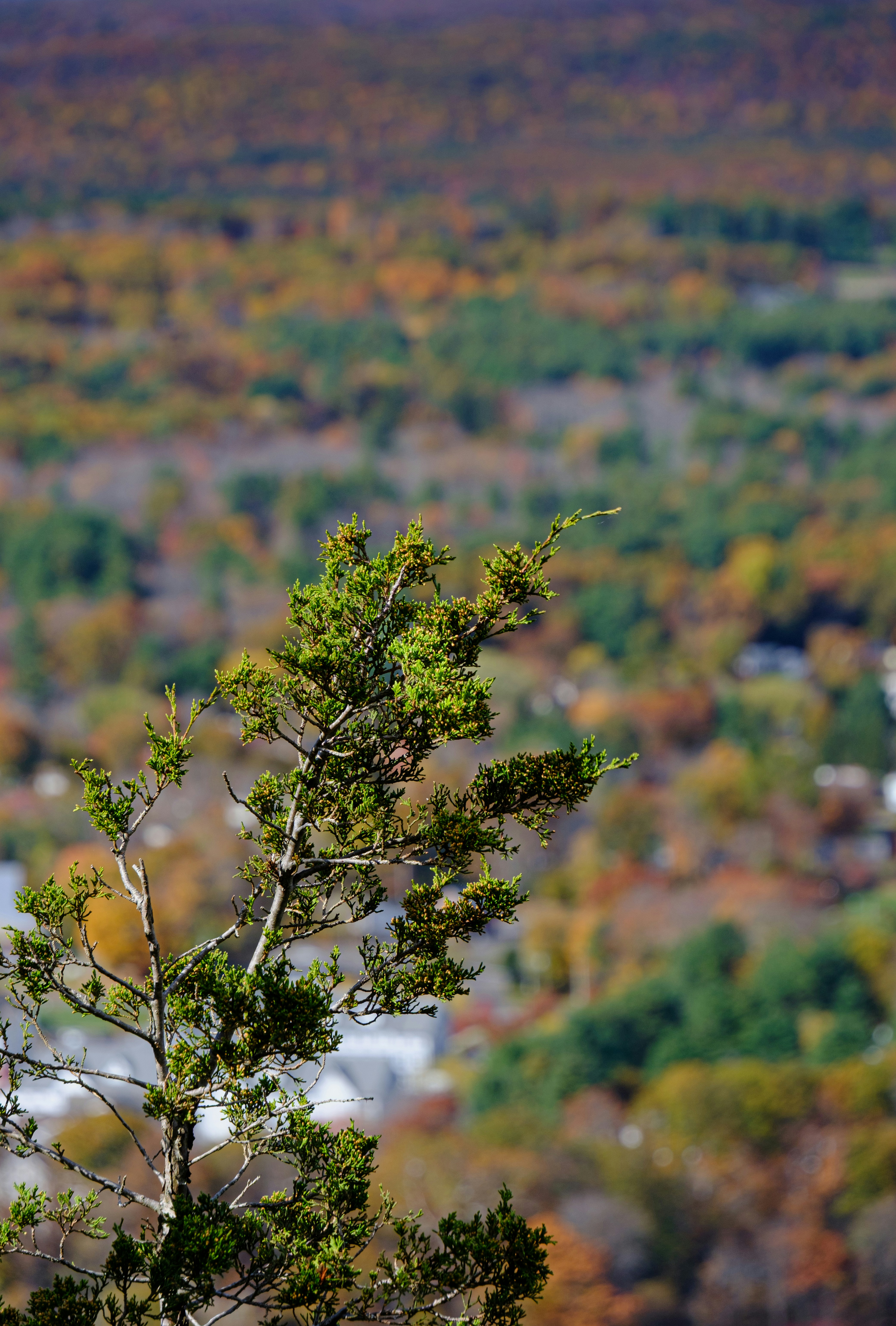 Close-up of a vibrant green branch against a backdrop of autumn foliage, showcasing the transition of seasons.