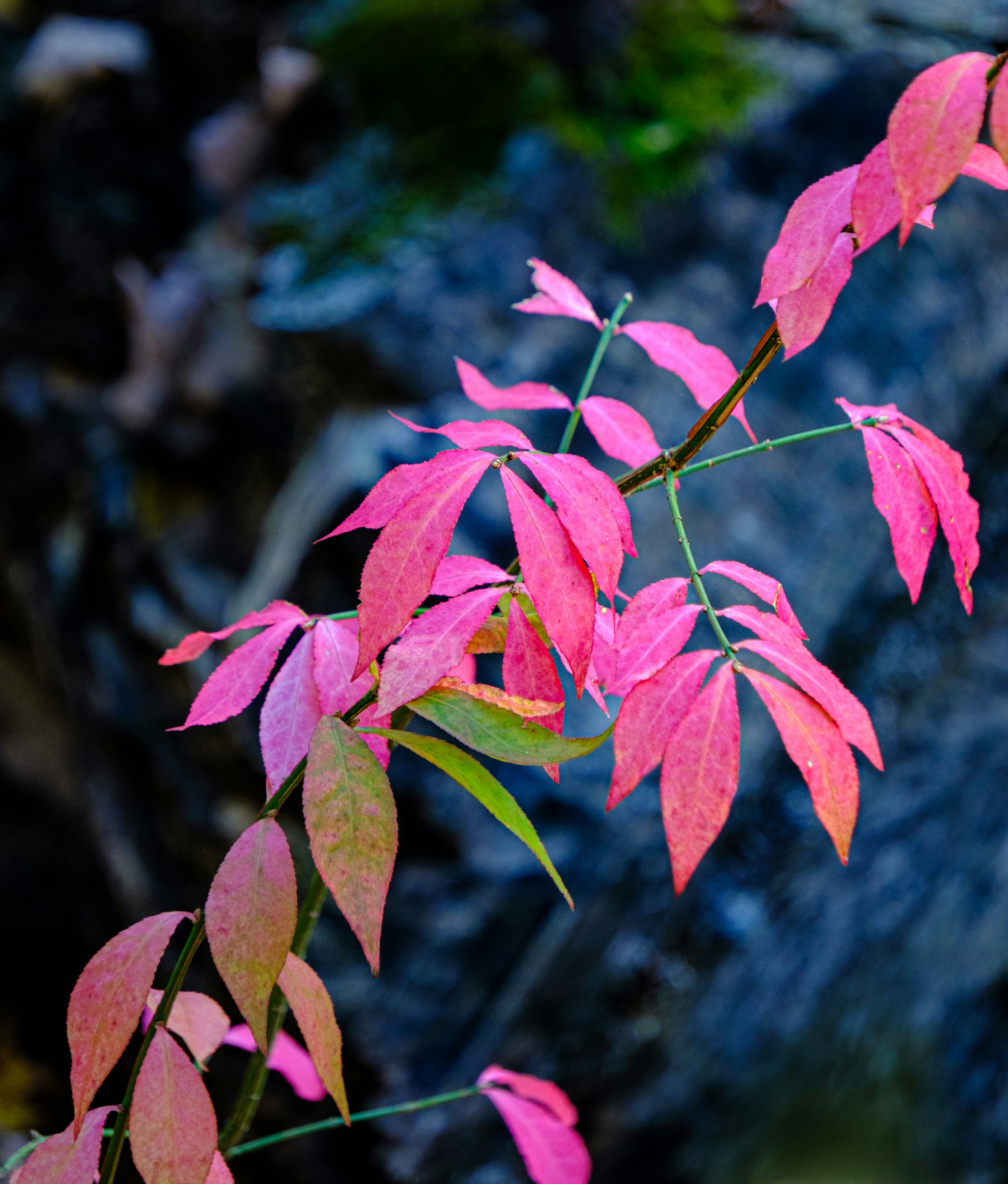 Bright pink leaves on a branch with dark background