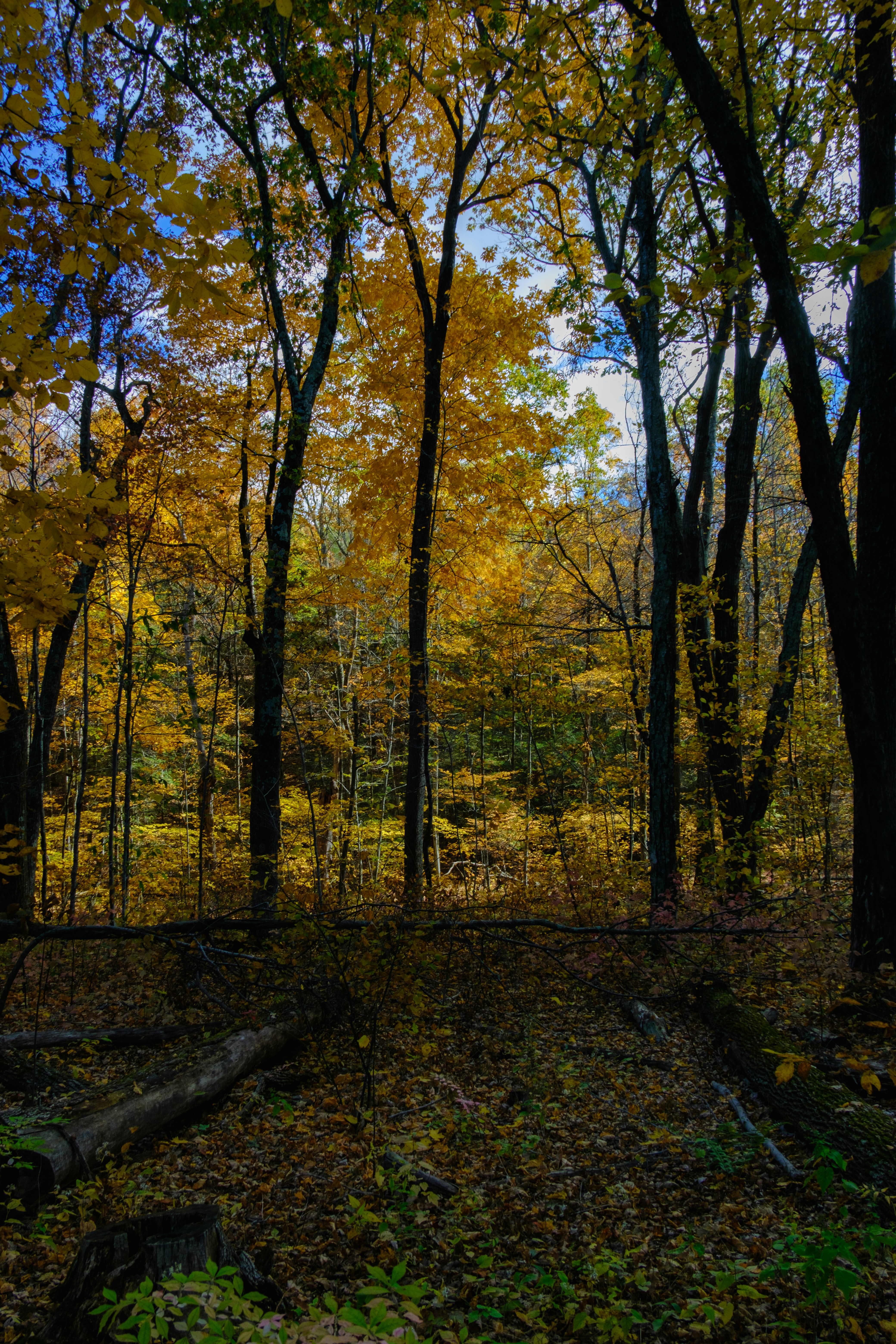 Autumn forest with vibrant yellow and orange leaves.
