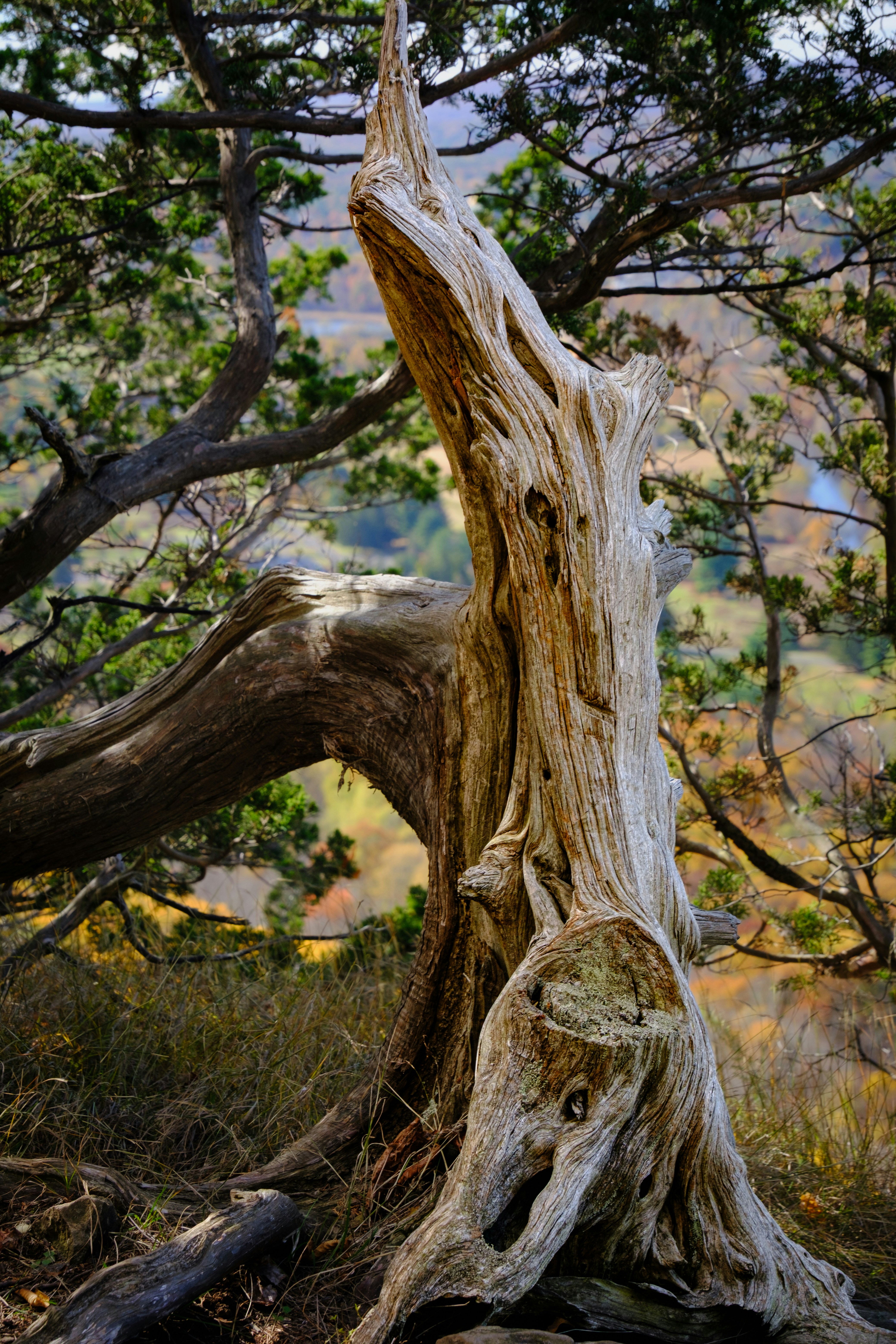 Weathered tree trunk with intricate textures and patterns, surrounded by lush greenery and a blurred background of autumn colors.