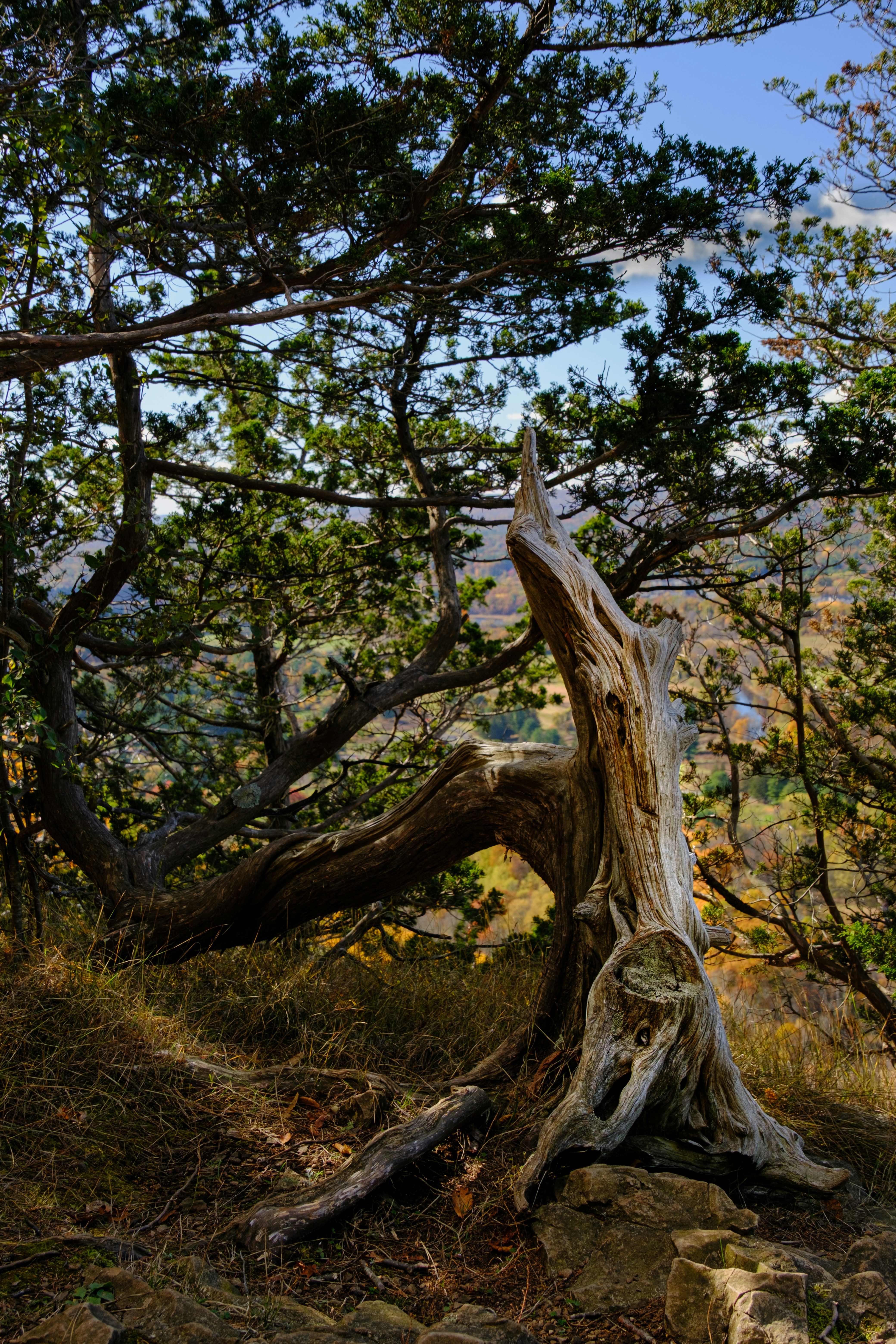 Whispers of Time: The Resilient Driftwood