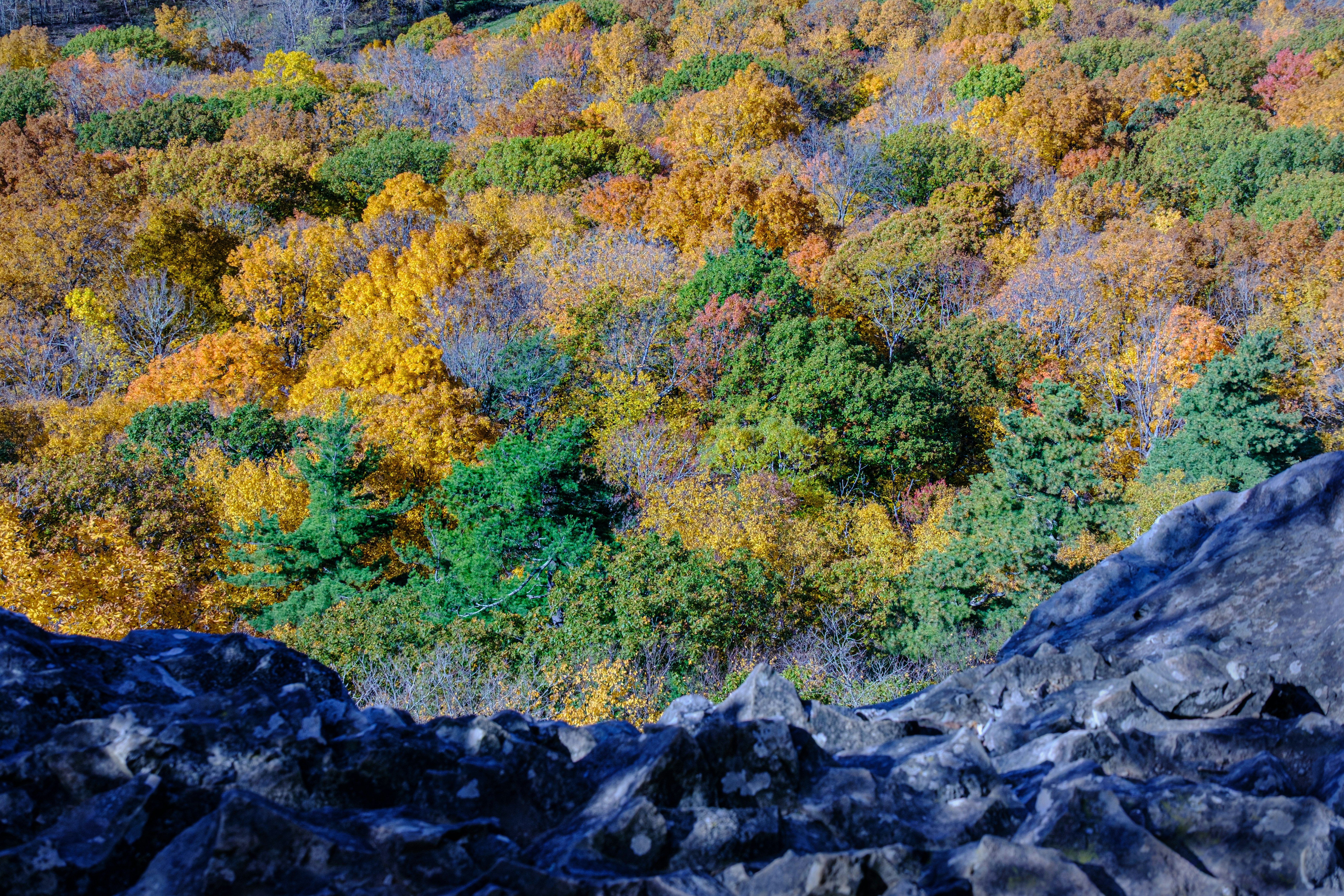 Autumn forest canopy with rocky foreground