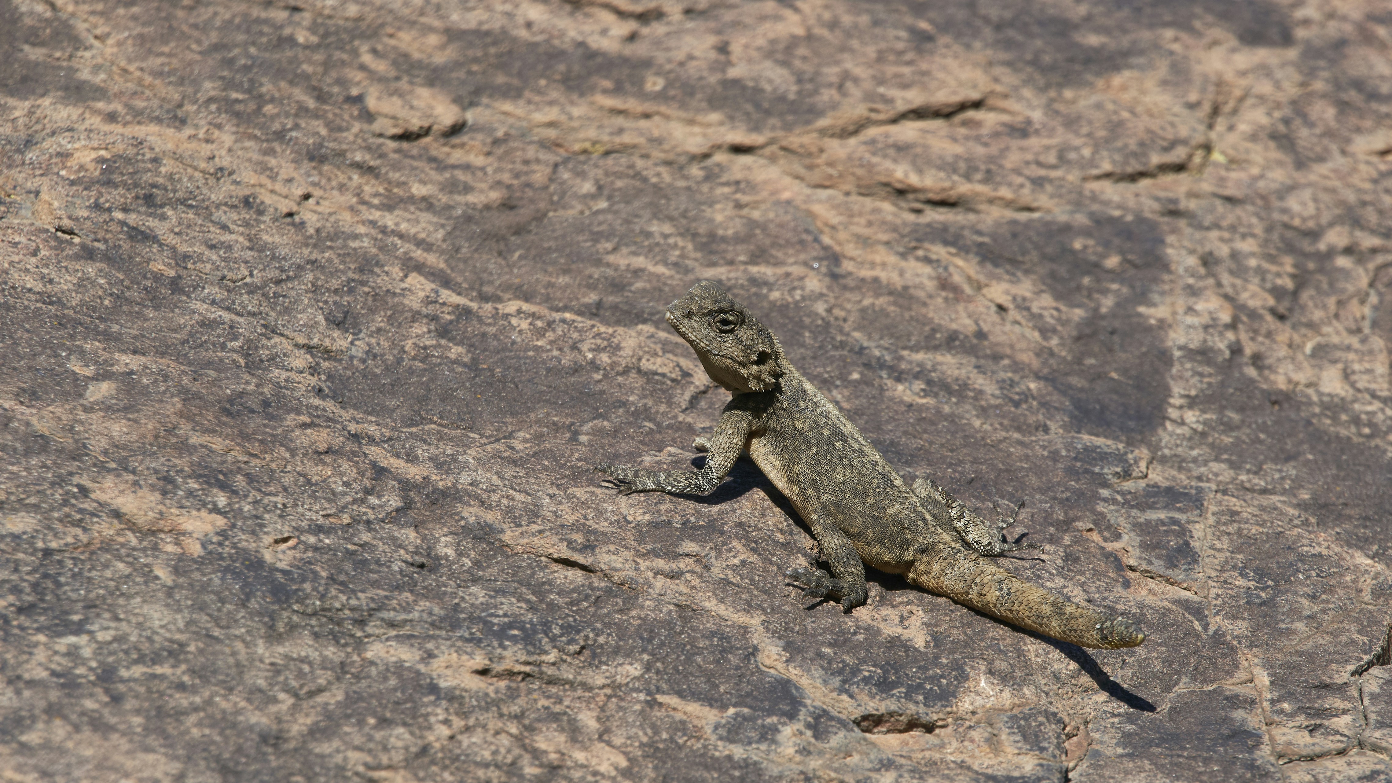 A lizard clings to a textured rock surface.