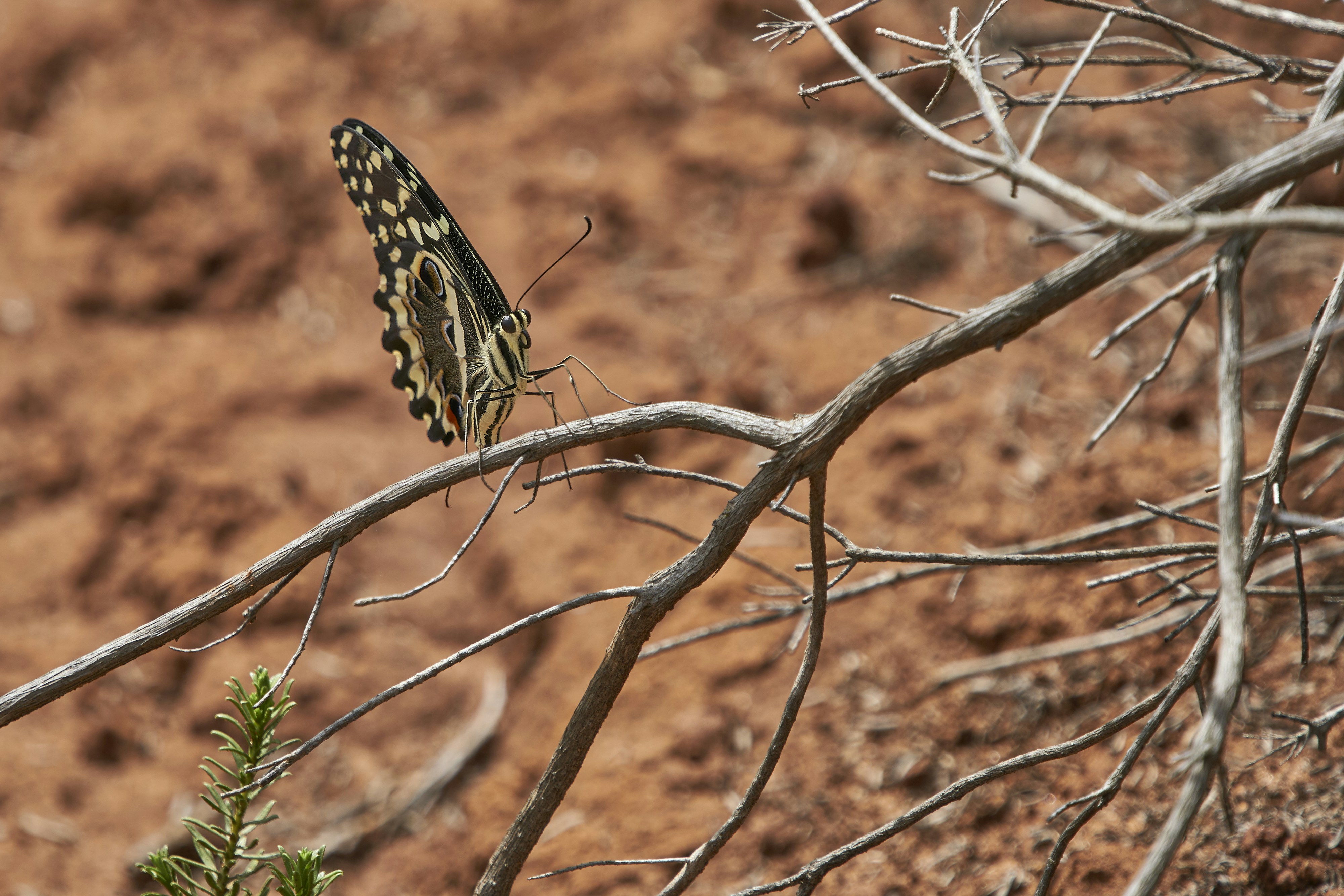 Delicate Dance of Nature's Artisan