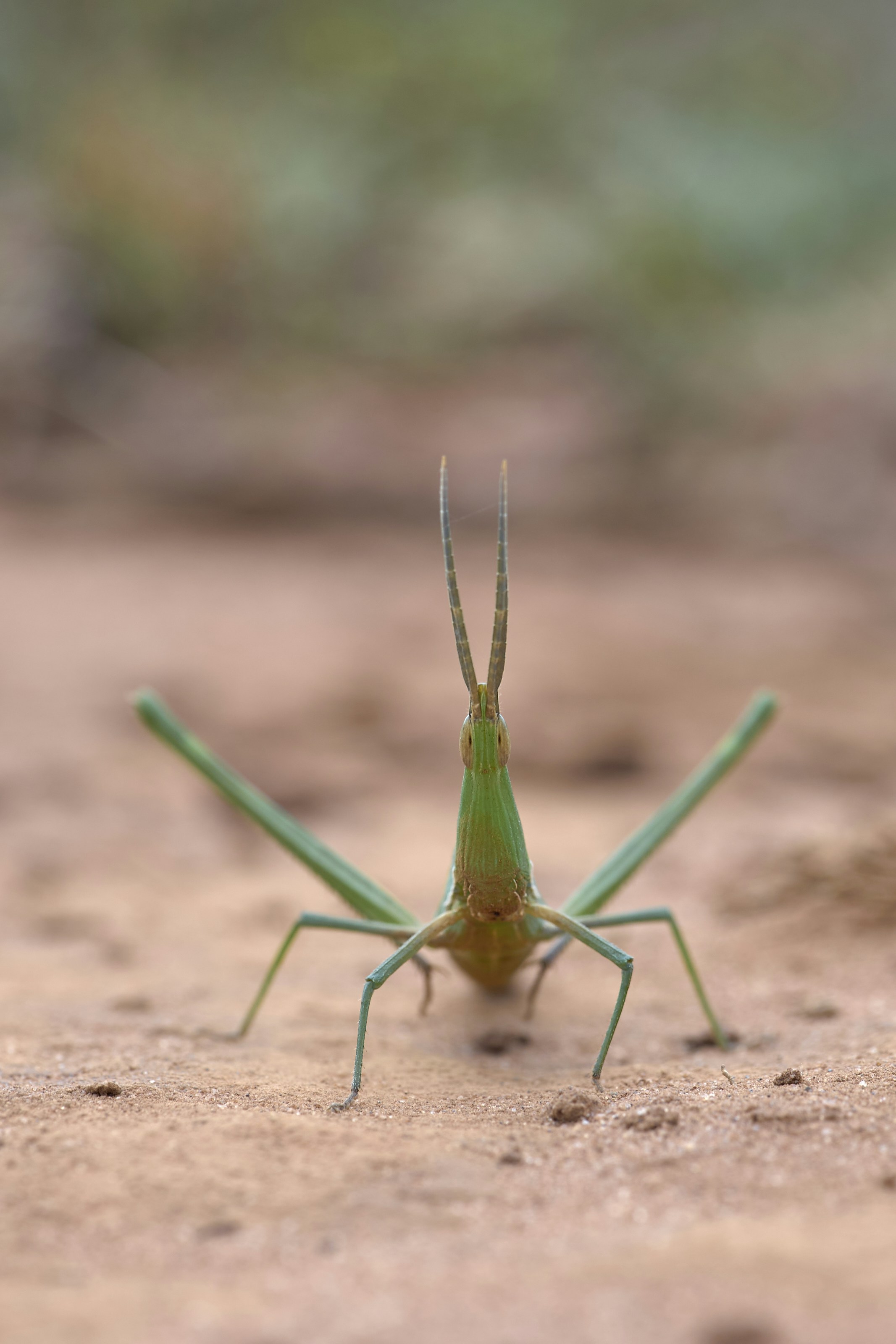 The Green Sentinel: A Grasshopper's Perspective