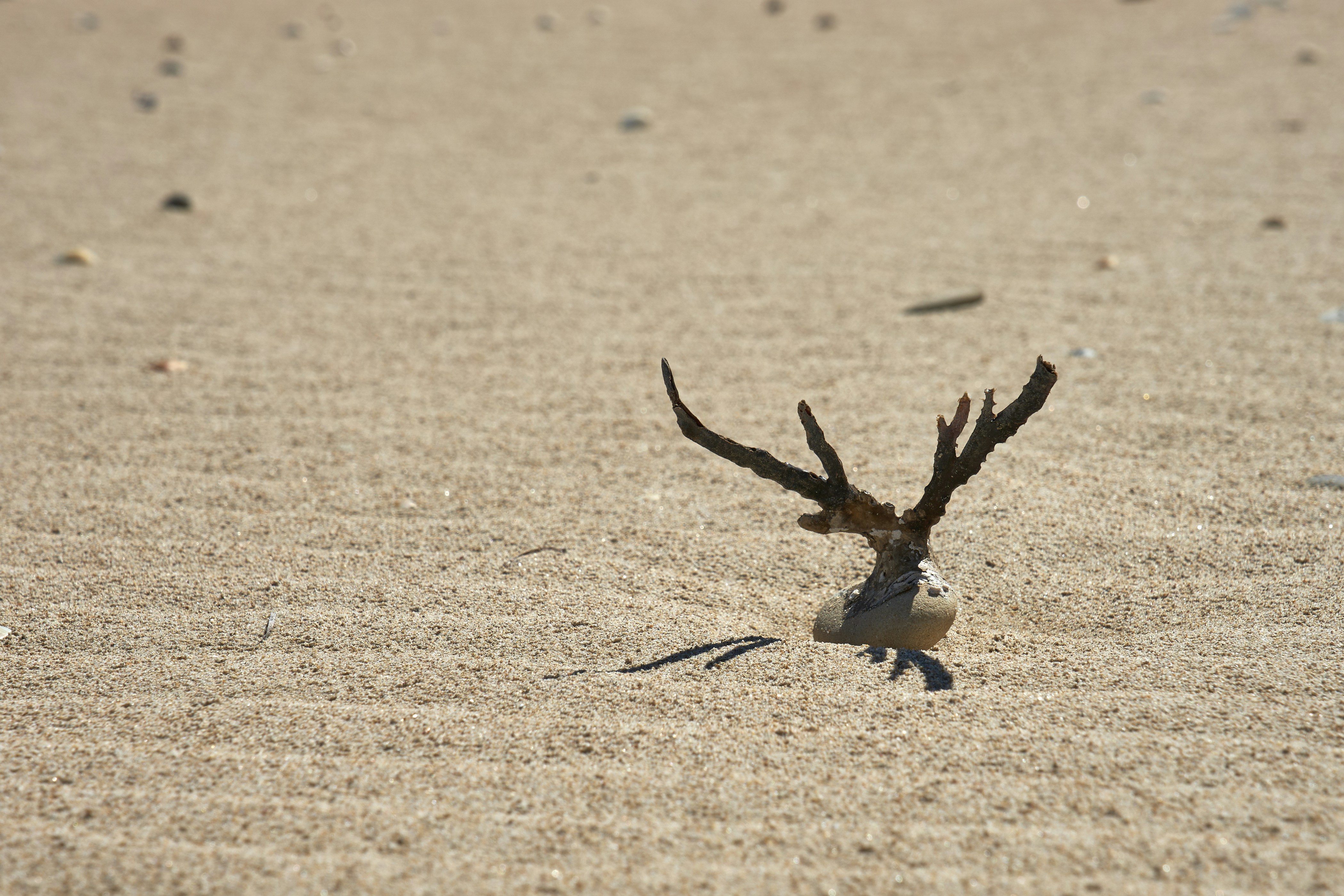 A unique formation of driftwood resembling antlers stands out against a textured sandy backdrop.