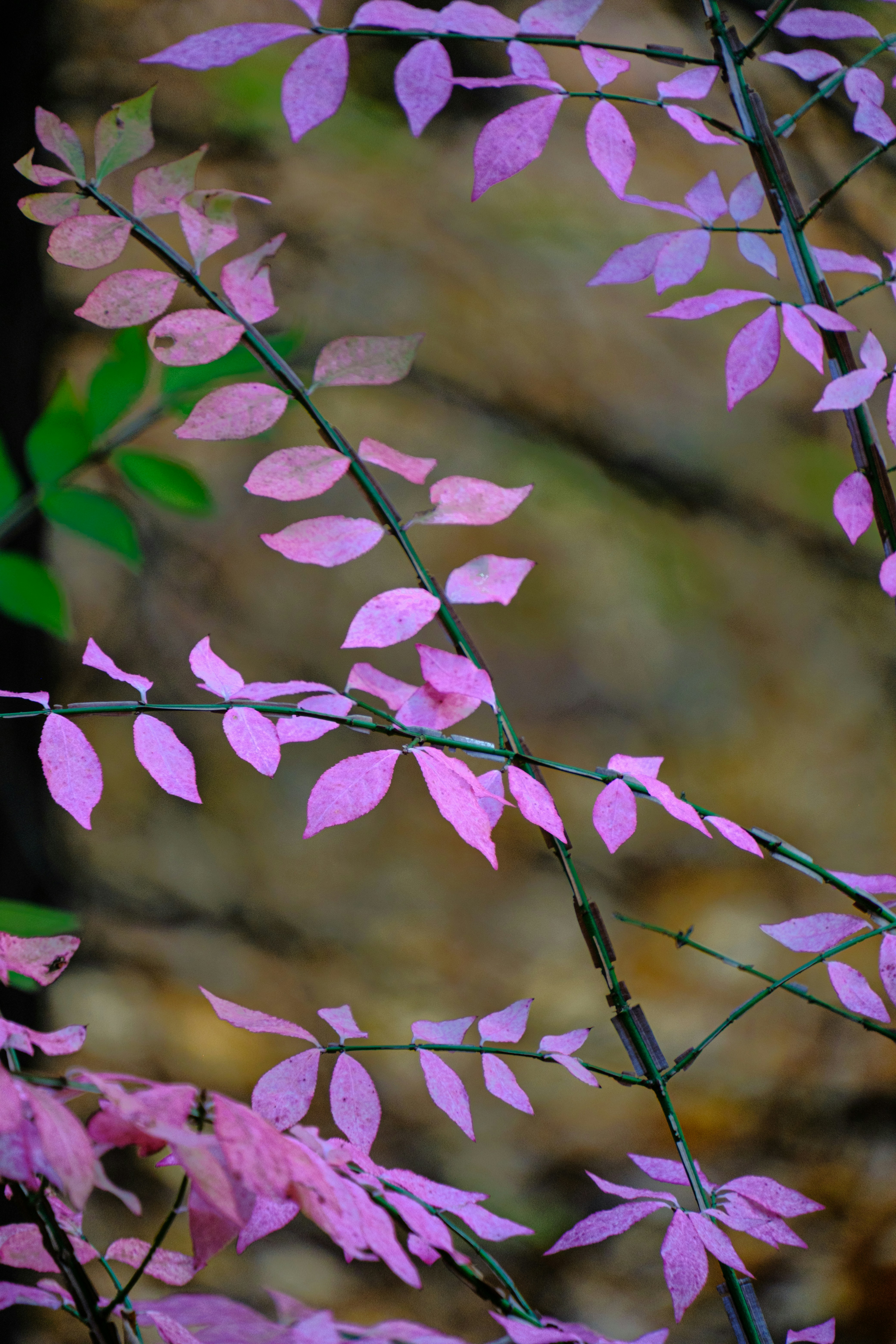 Delicate pink leaves against a blurred background, capturing the essence of fall's transition. Nature's subtle hues blend harmoniously.