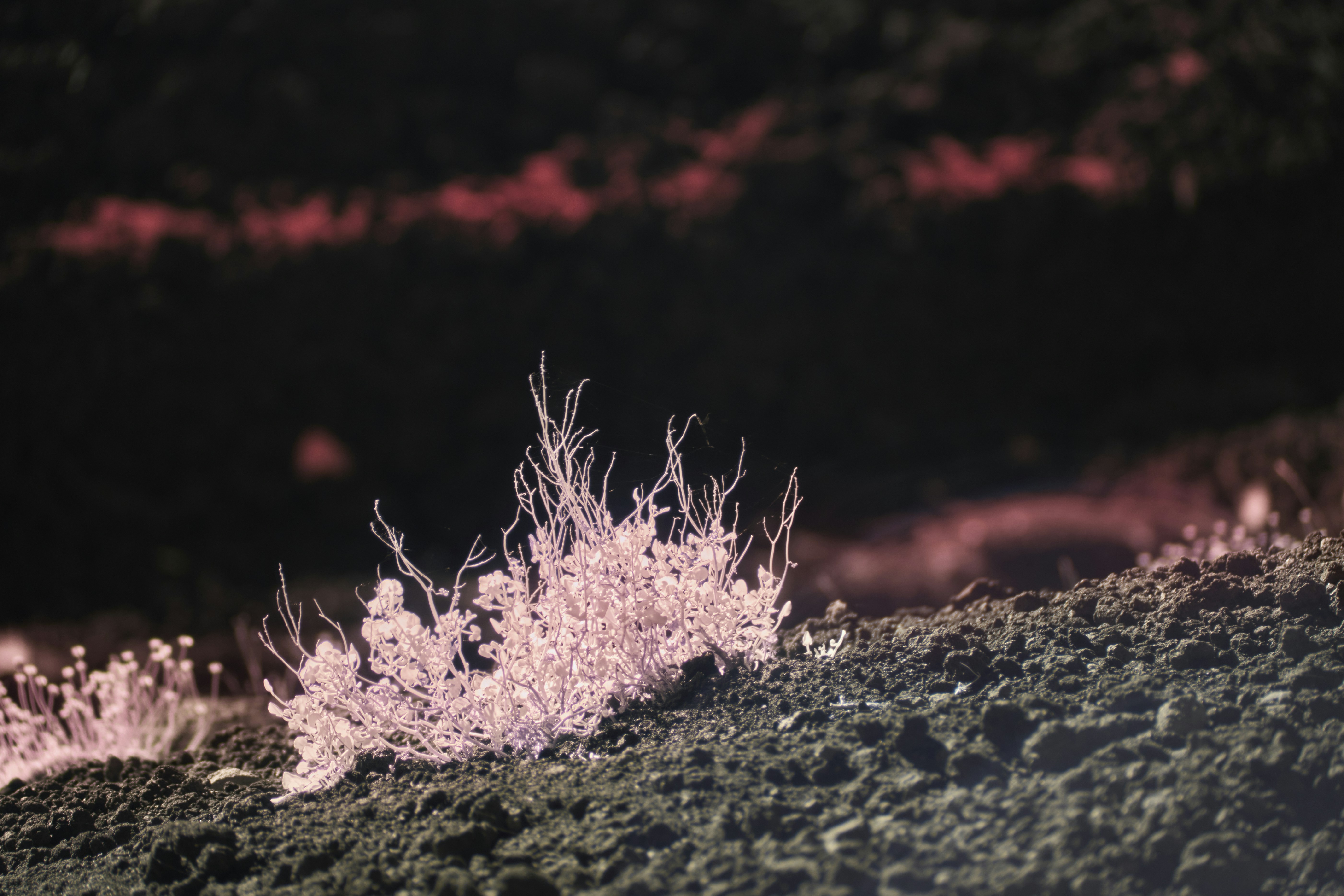 A pale plant grows on dark, rocky ground.