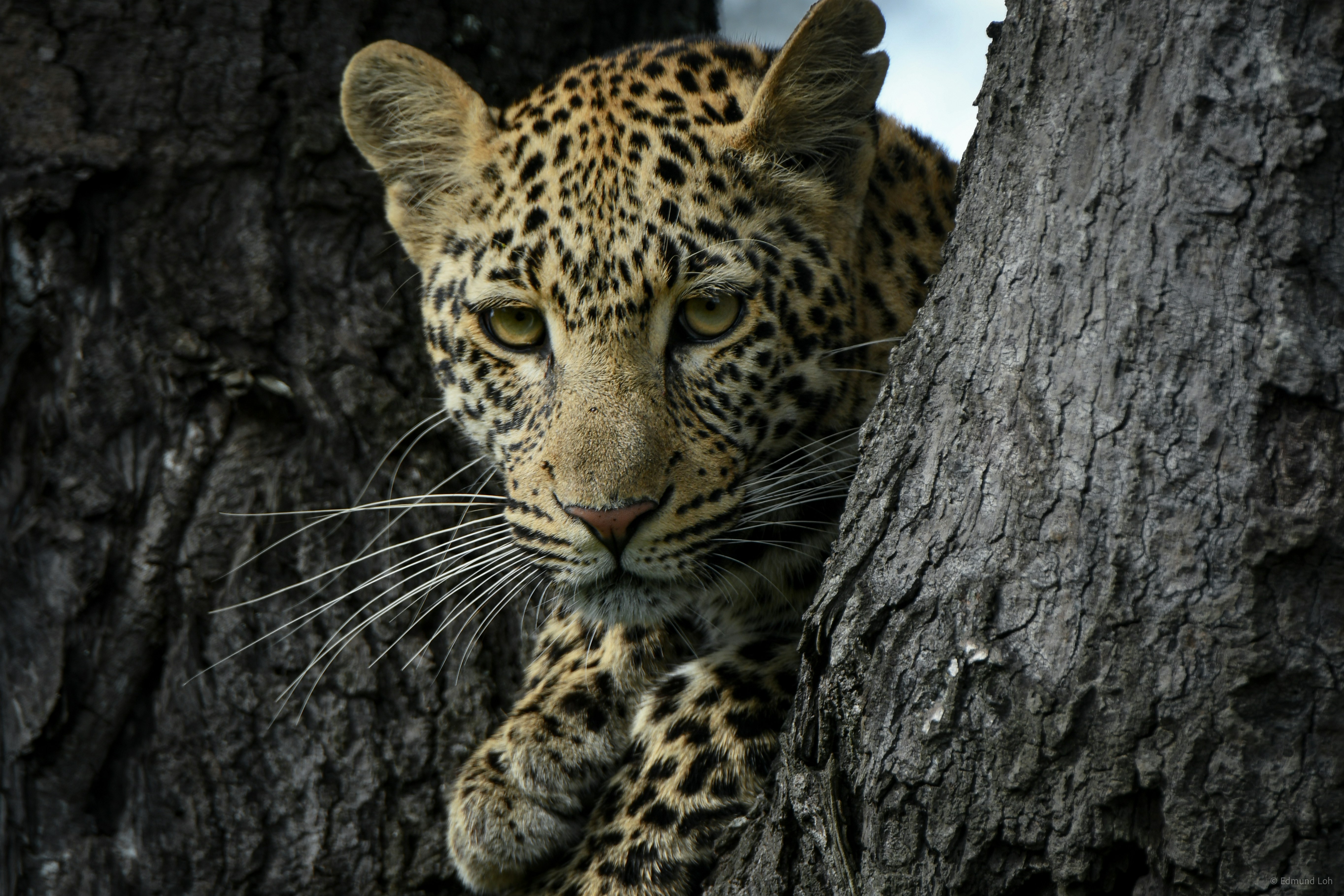 Leopard peeking from behind a tree trunk