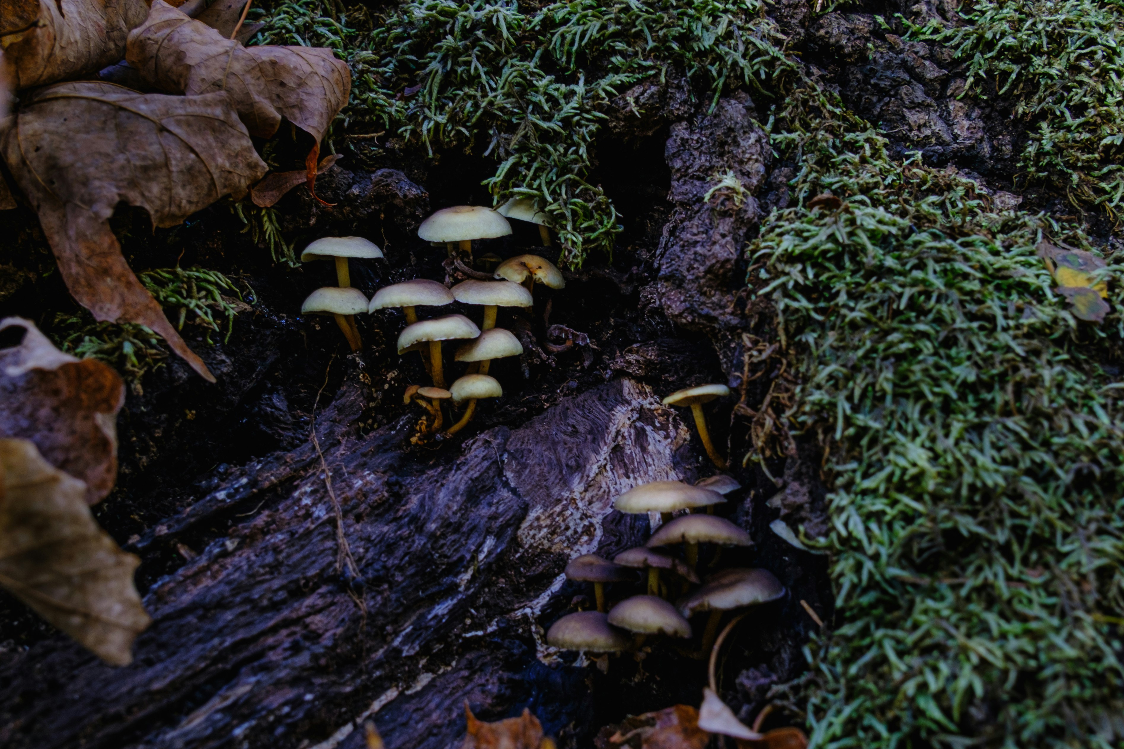 Small mushrooms growing on a mossy tree trunk.
