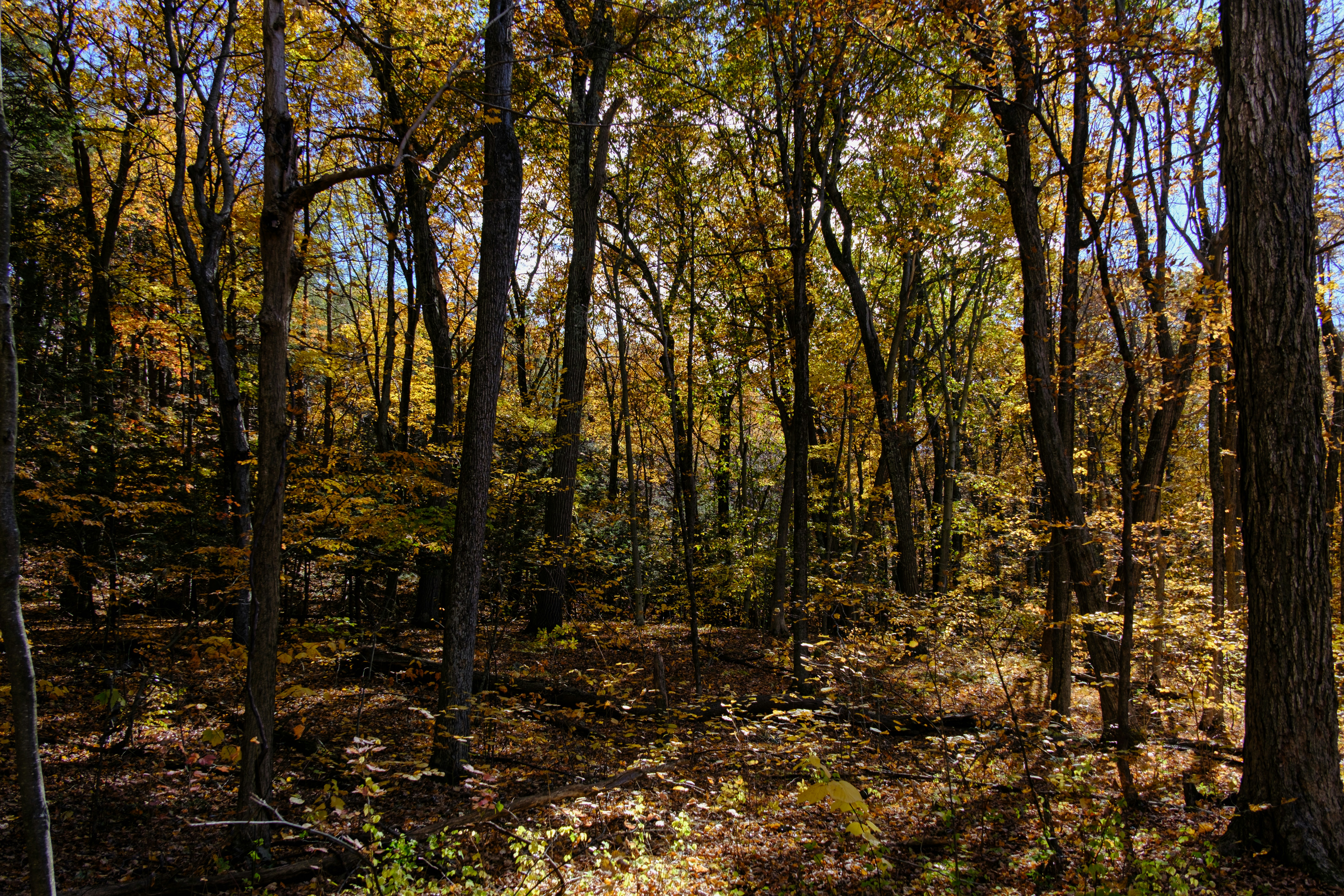 Autumn trees in a sunlit forest clearing