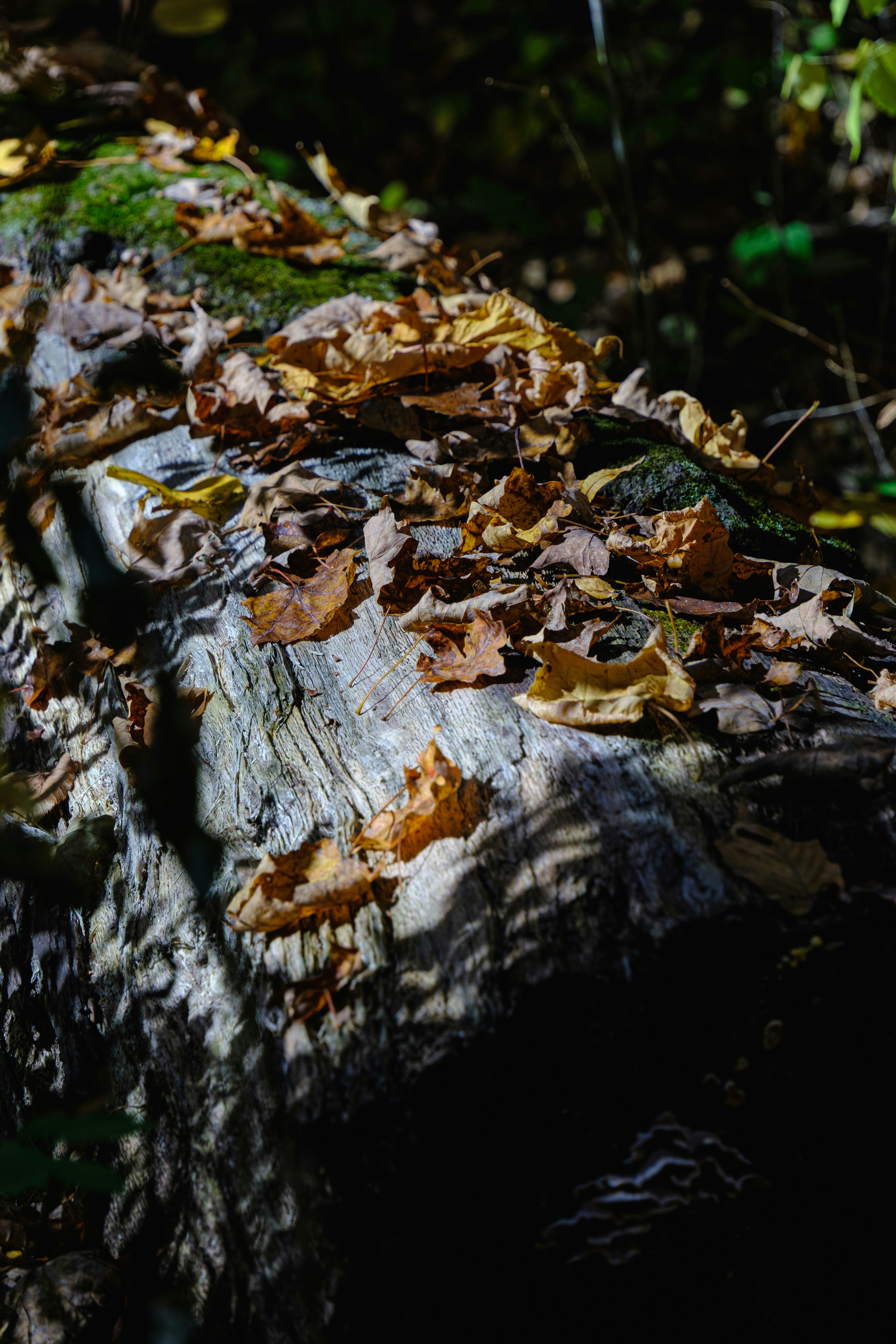 Nature's Canvas: The Art of Decay