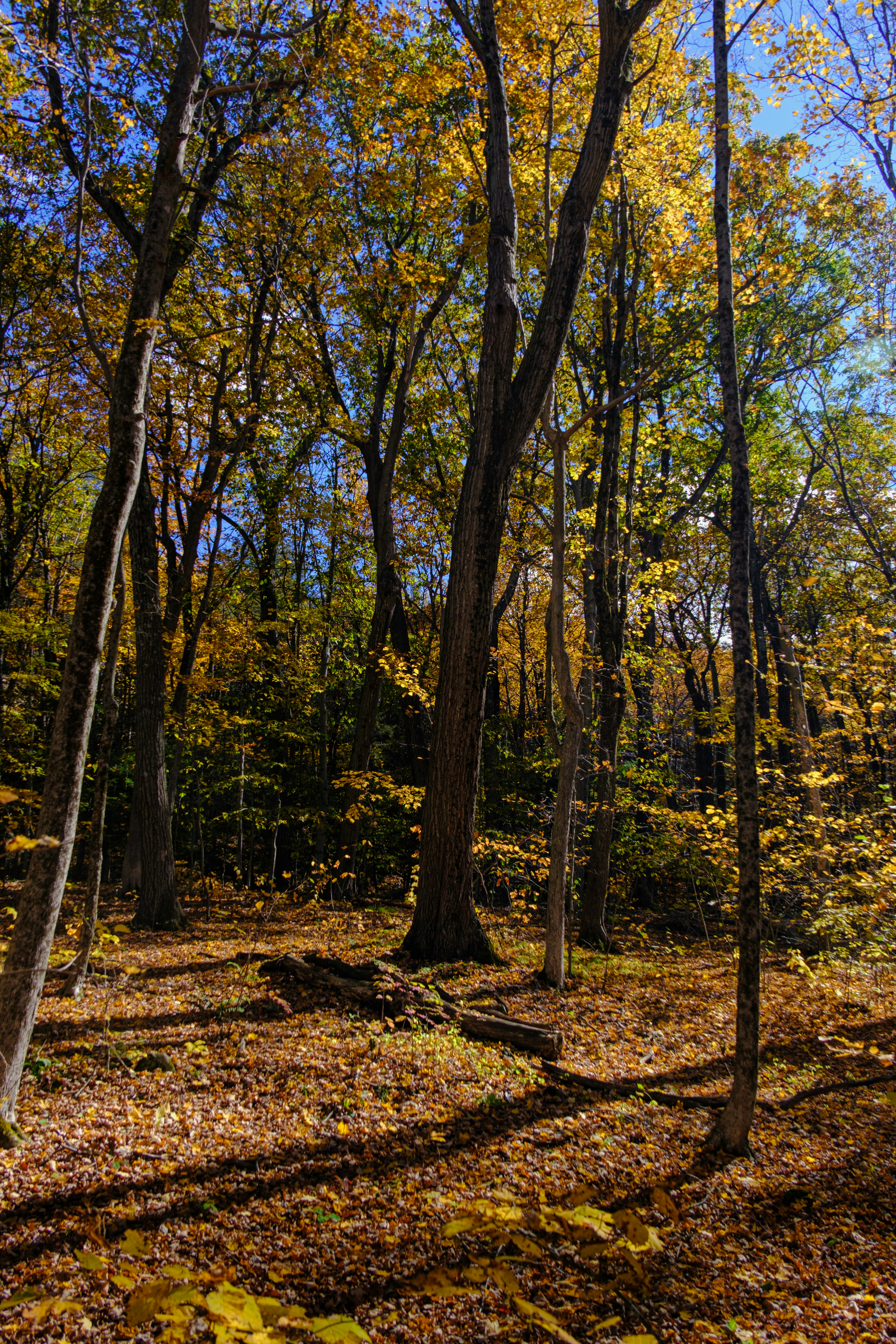 Vibrant autumn foliage illuminating a serene forest landscape, with sunlit trees casting gentle shadows on the forest floor.