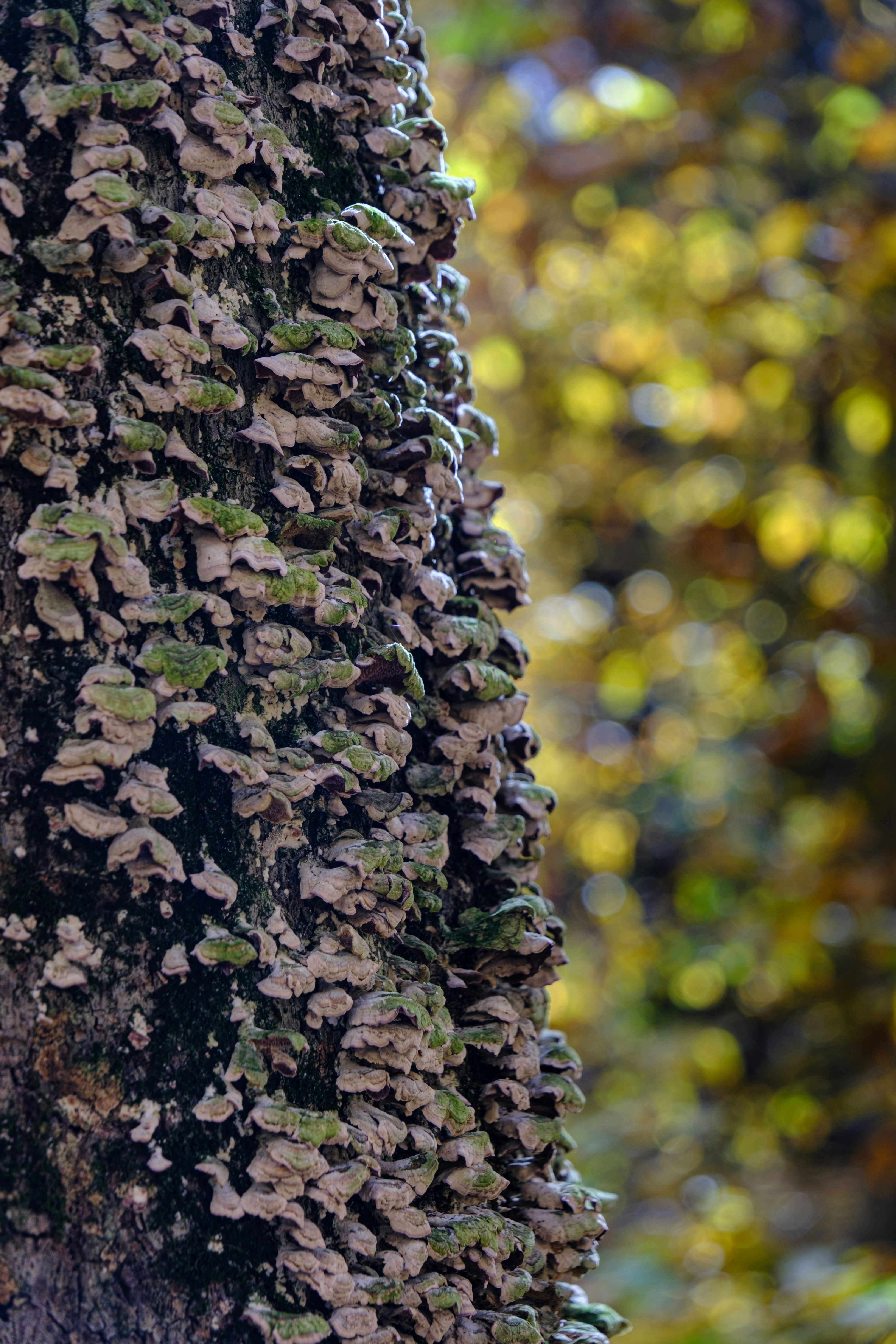 Close-up of textured tree bark adorned with clusters of fungi, set against a softly blurred background of autumn foliage.