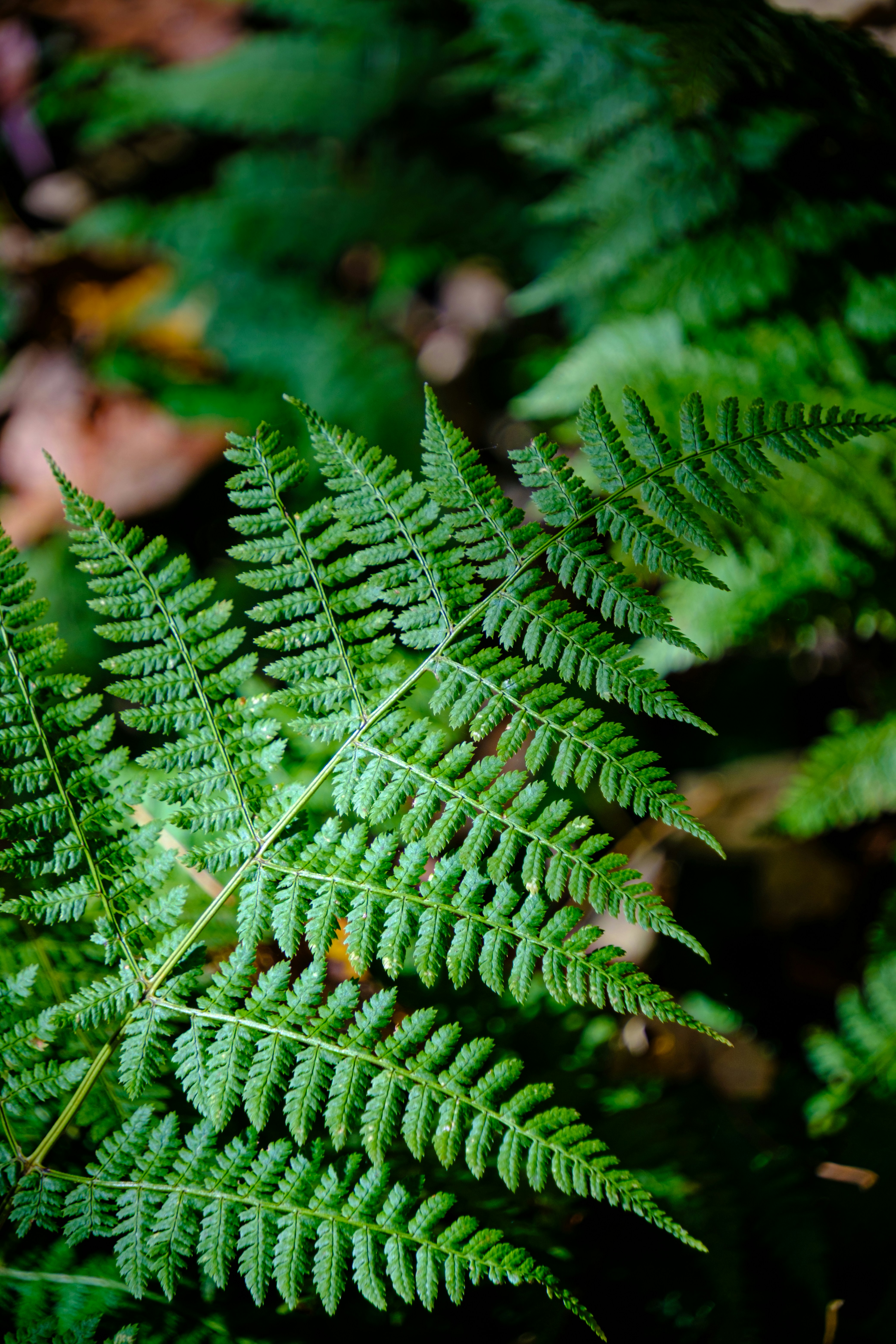 Whispers of the Forest: A Fern's Elegance