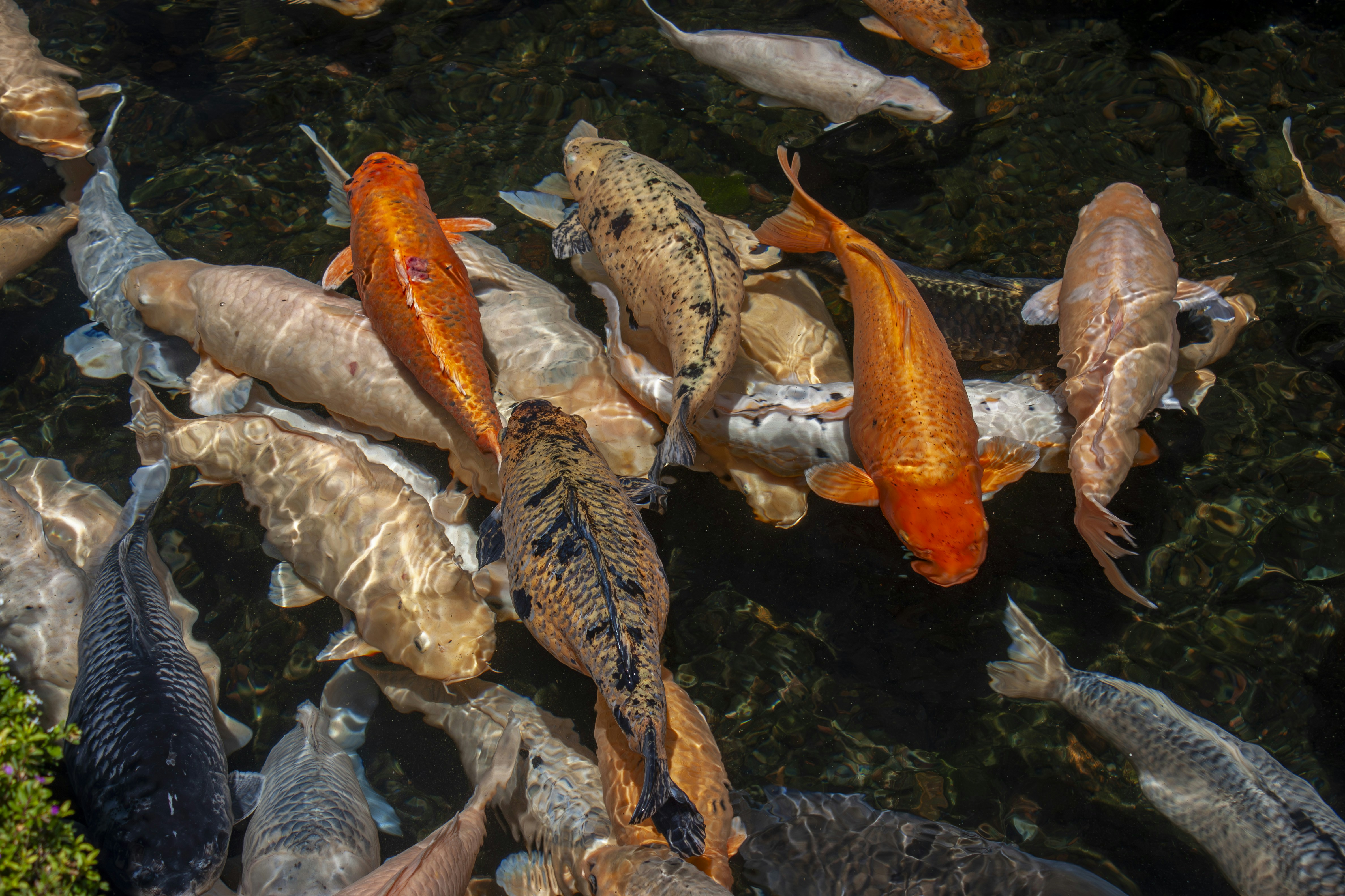 Harmony Beneath the Surface: A Koi Gathering