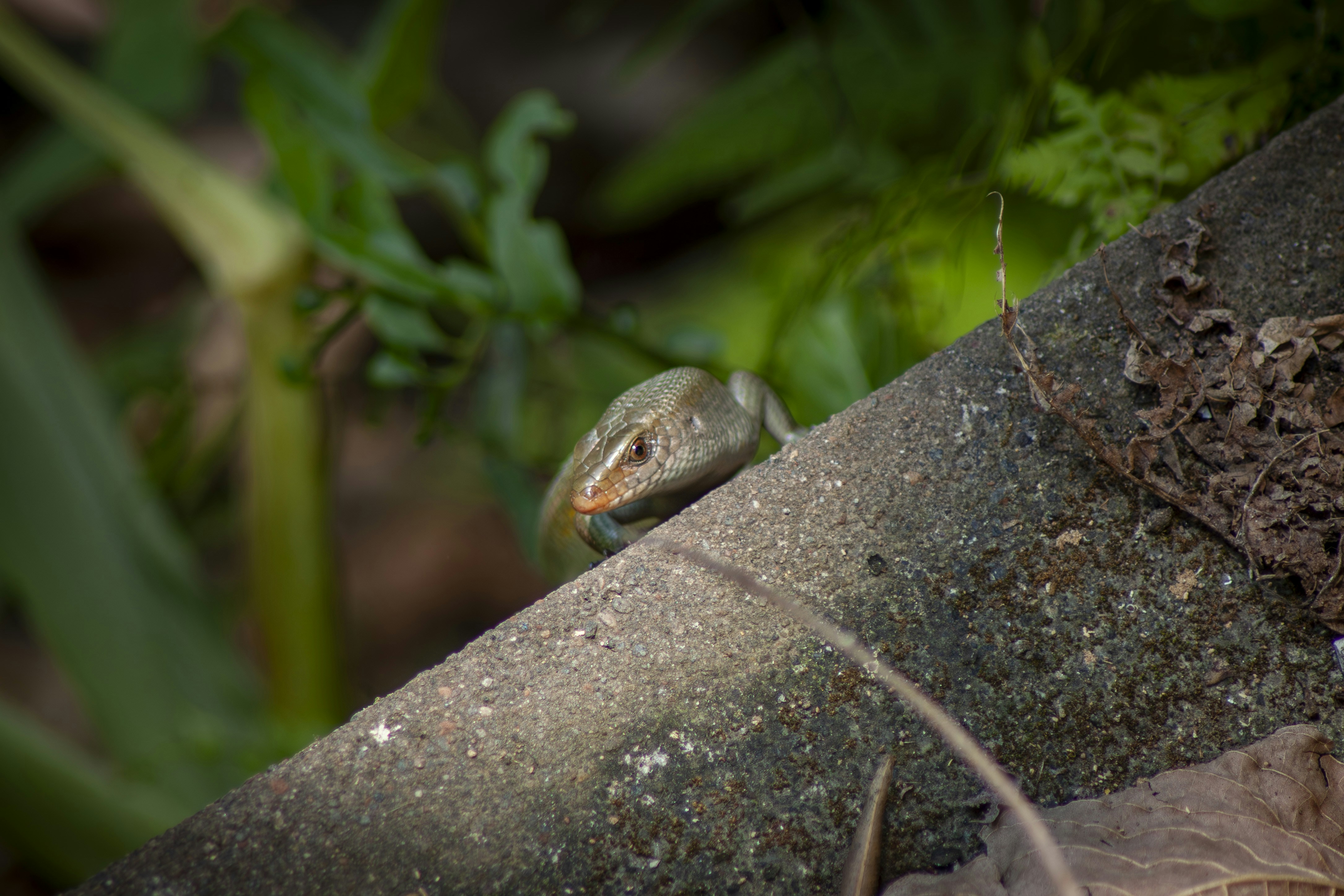 A small lizard peeks over a rock.