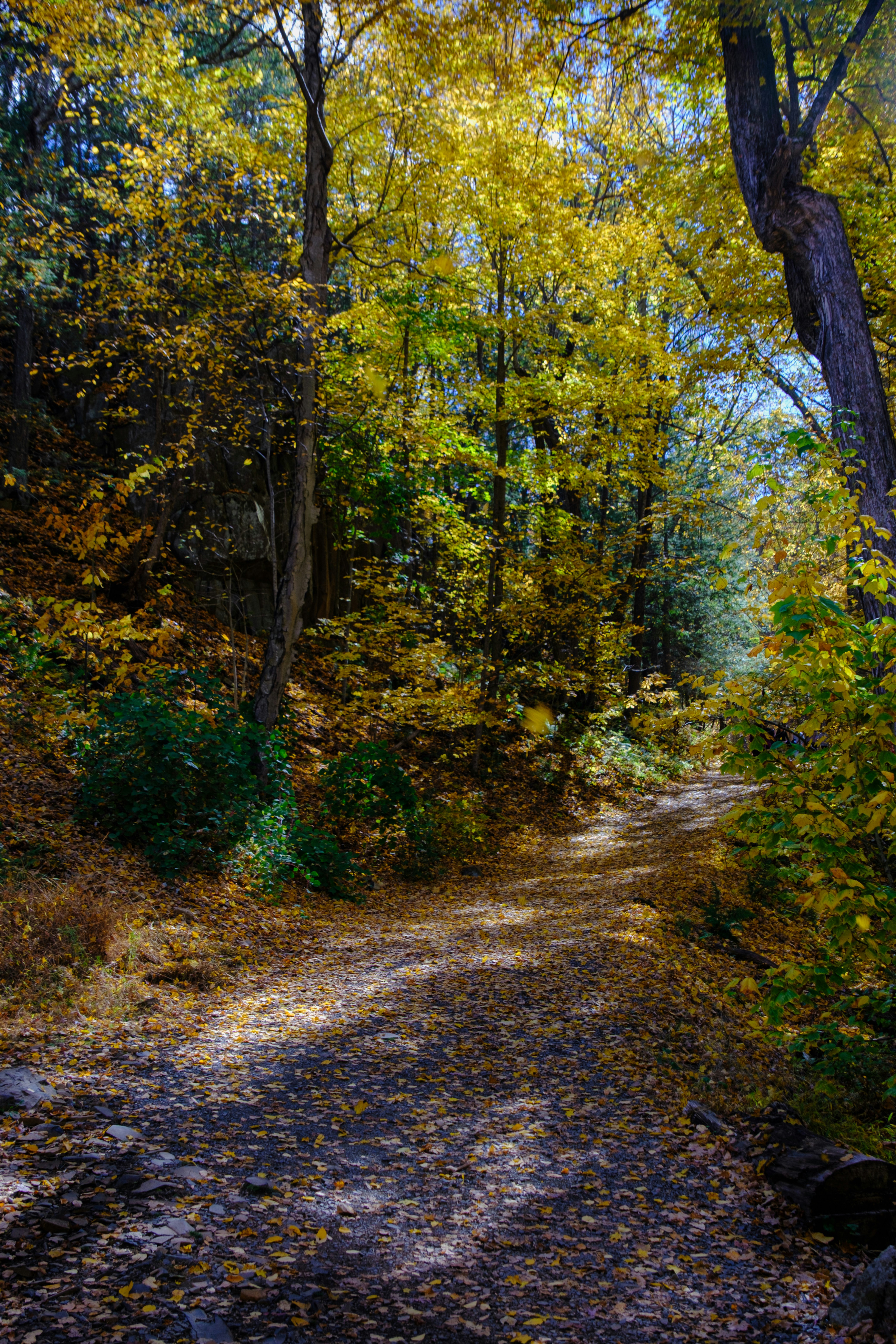 Autumn forest path with fallen leaves and sunlight.