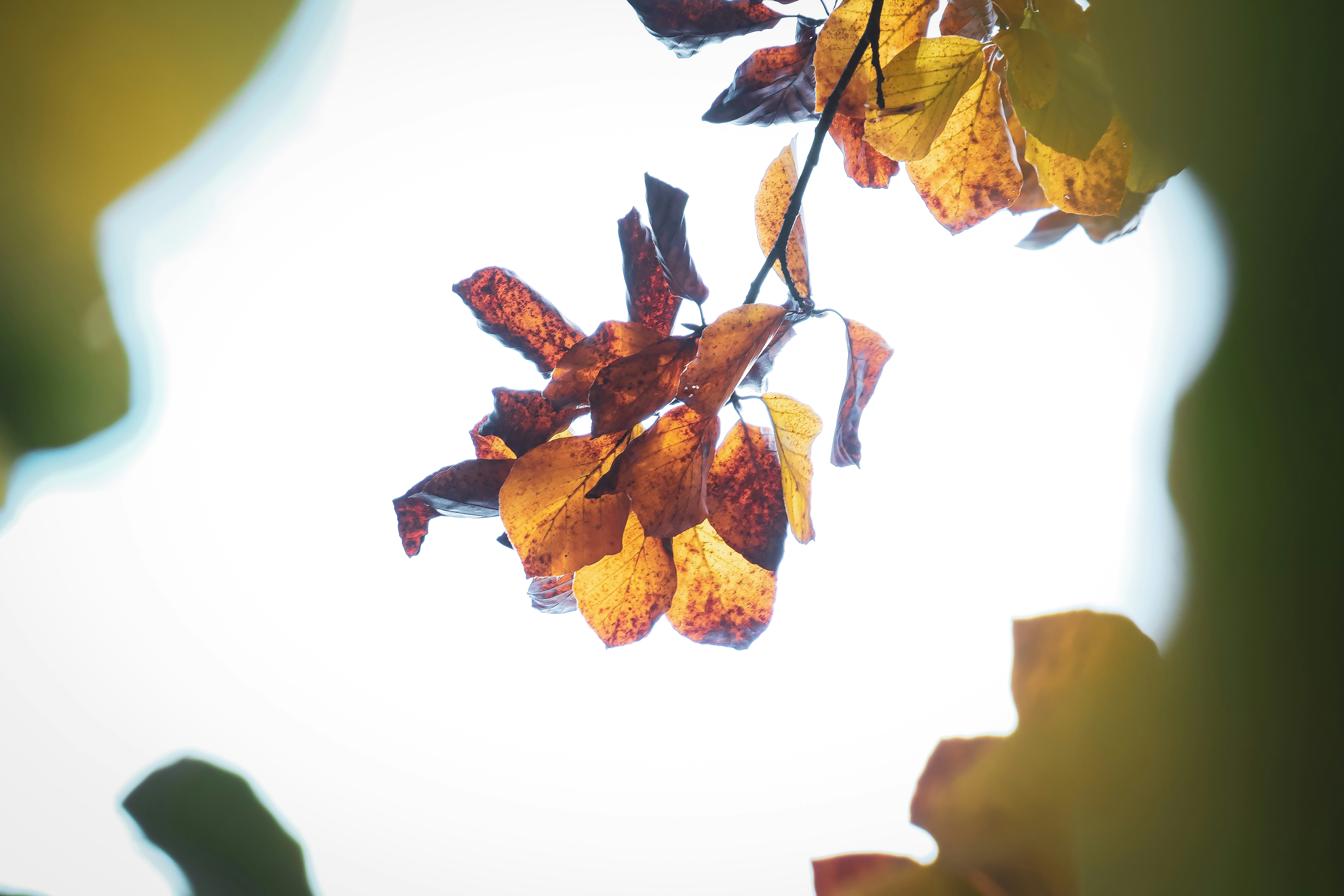 Vibrant autumn foliage photographed from below, with sunlight filtering through yellow, orange, and red leaves against a bright sky. | Autumn leaves against a bright sky