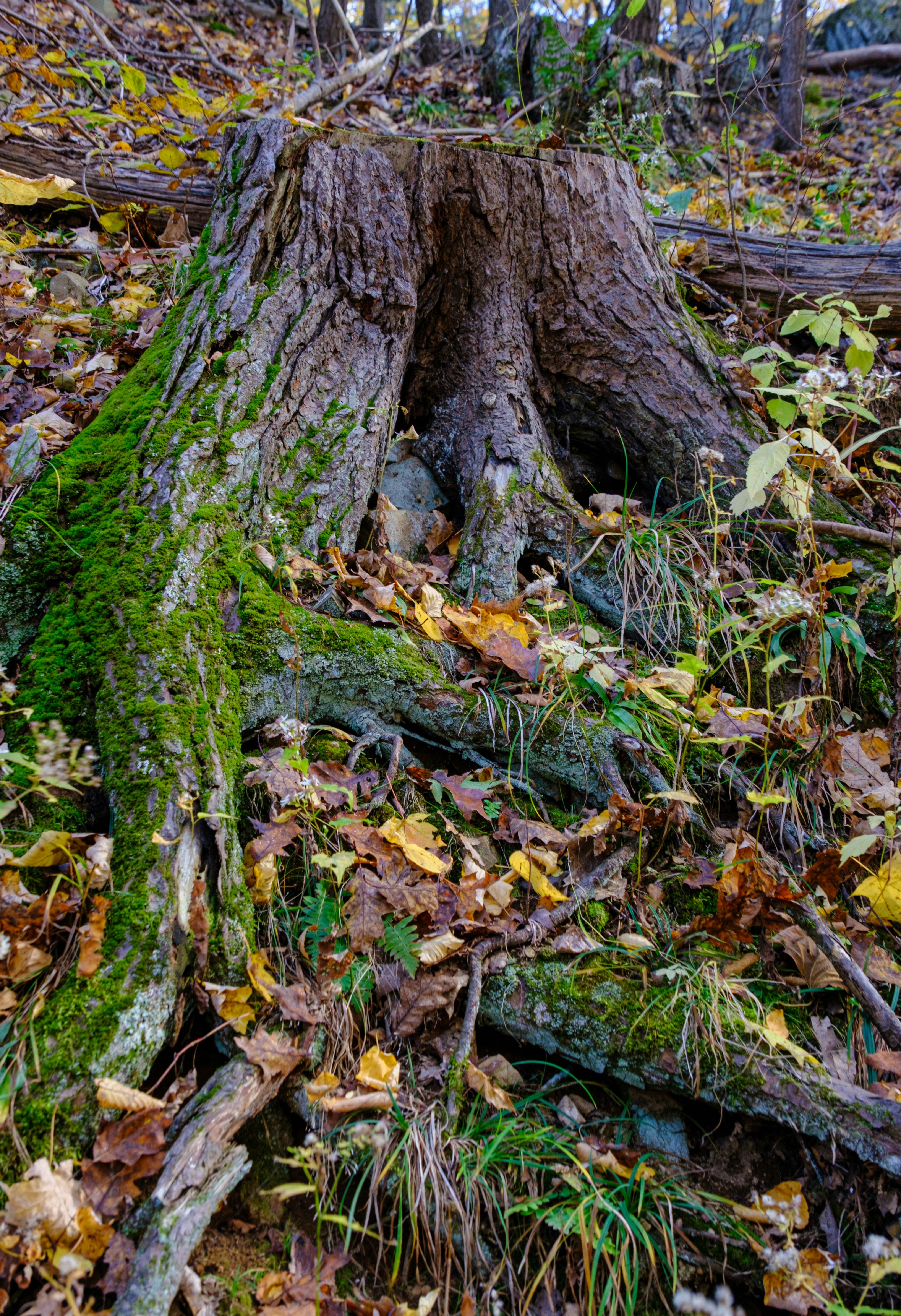 Mossy tree stump with exposed roots and fallen leaves