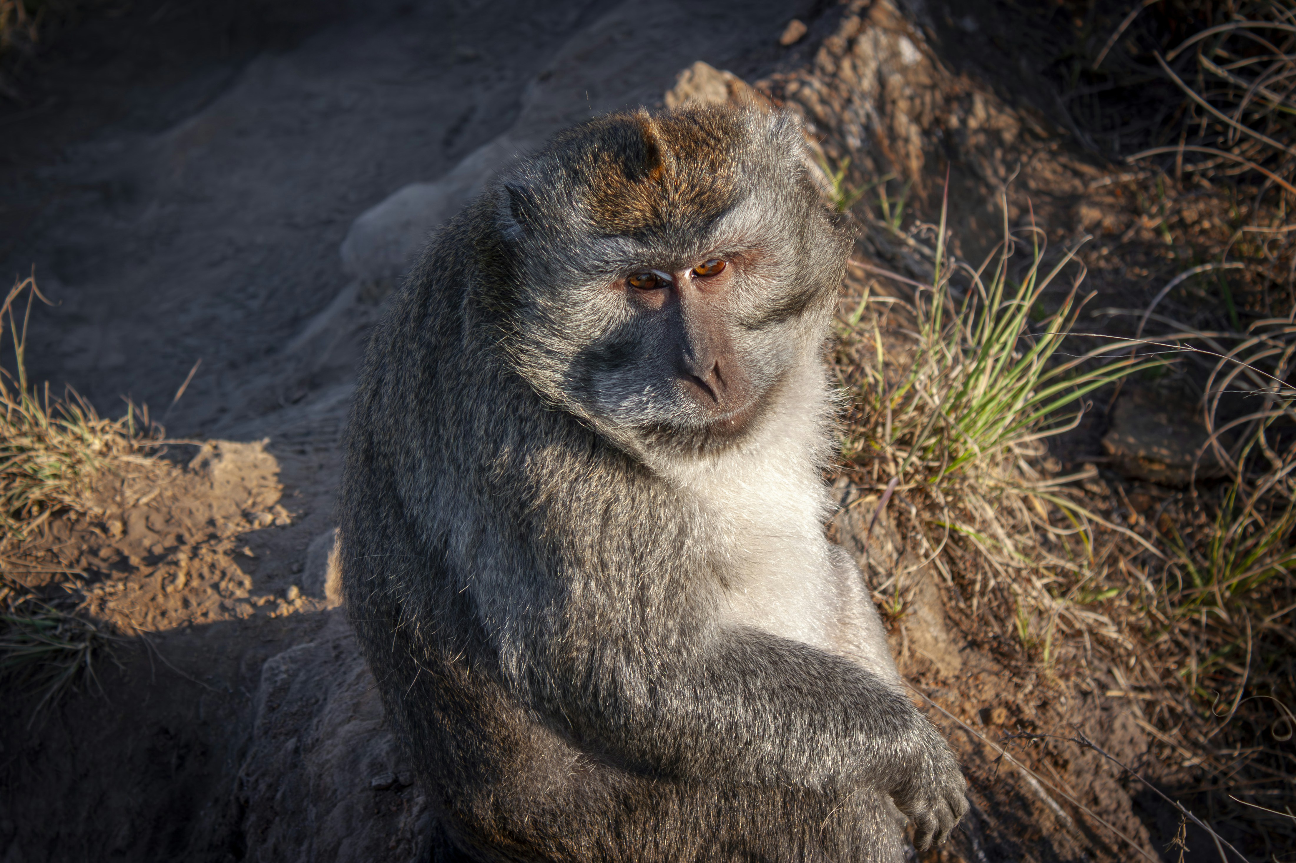 A monkey sits on the ground with dry grass.