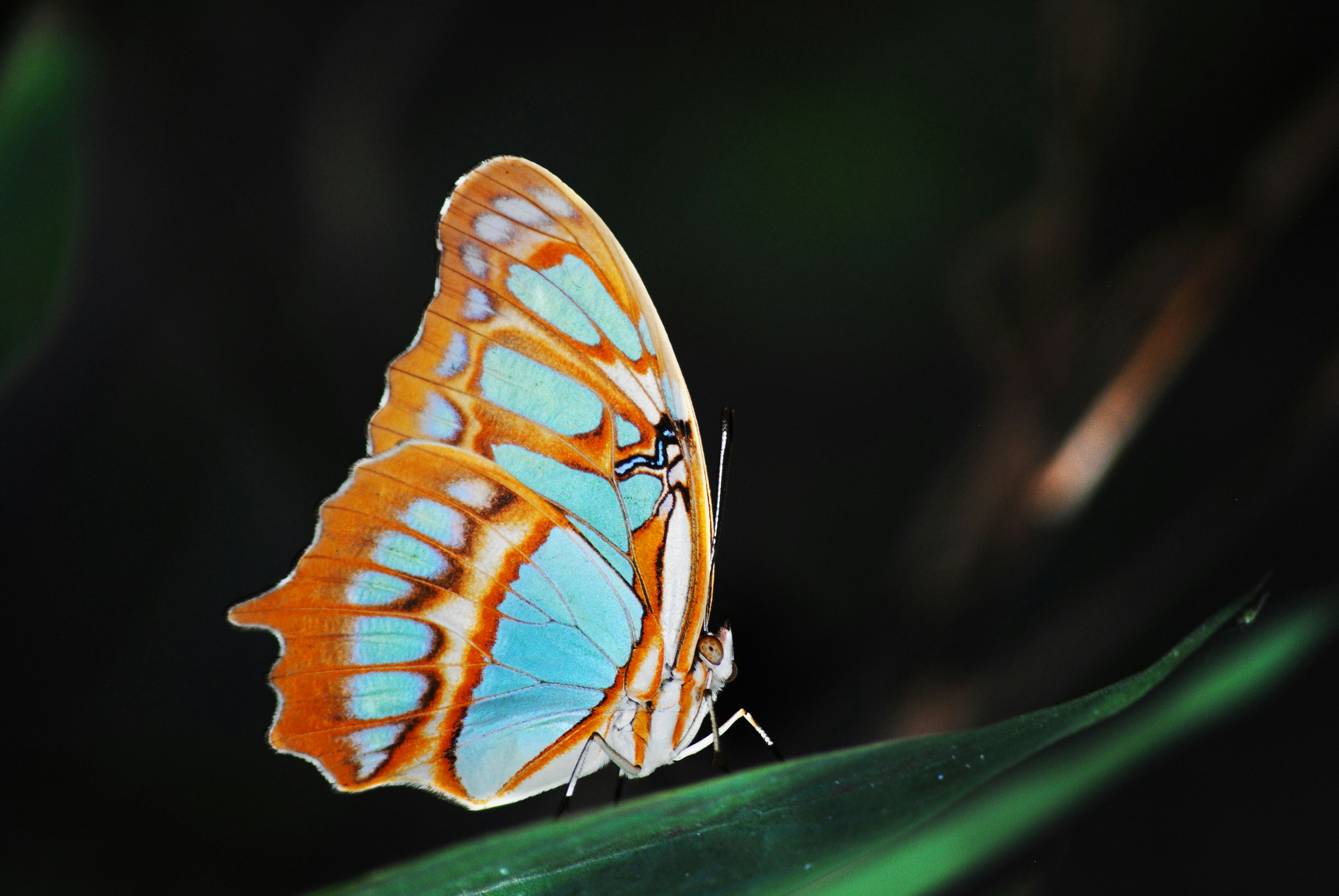Whispers of the Tropics: A Butterfly's Elegance