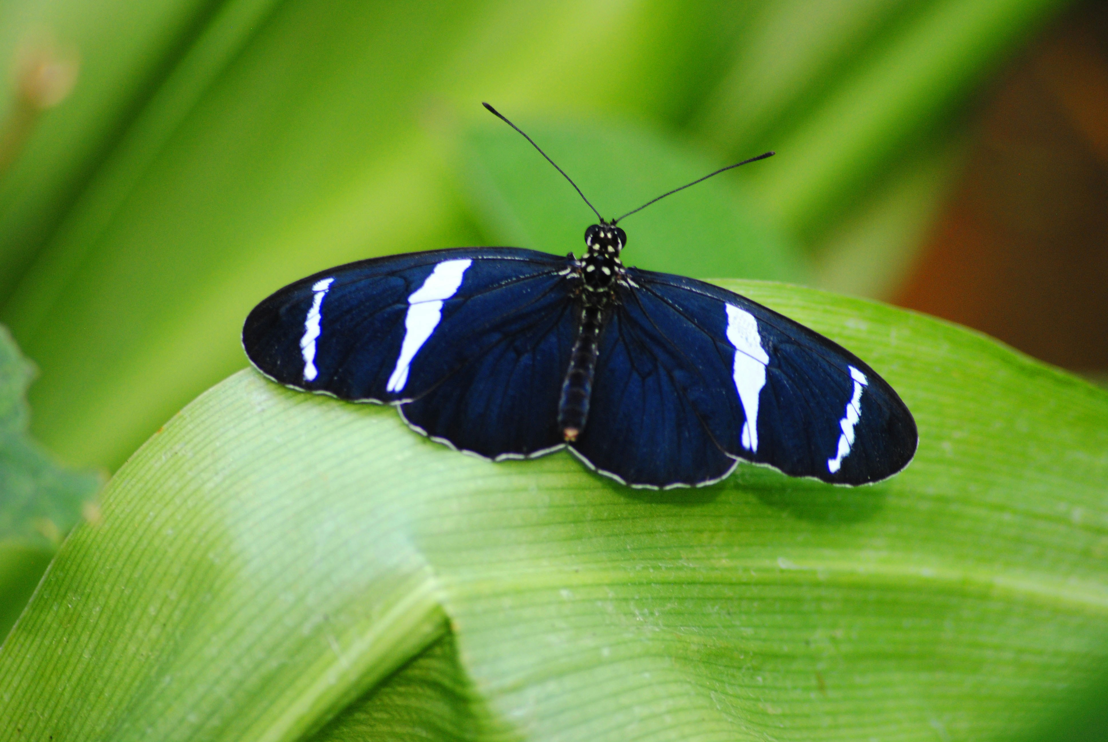 Elegance in Stillness: The Blue Butterfly's Rest