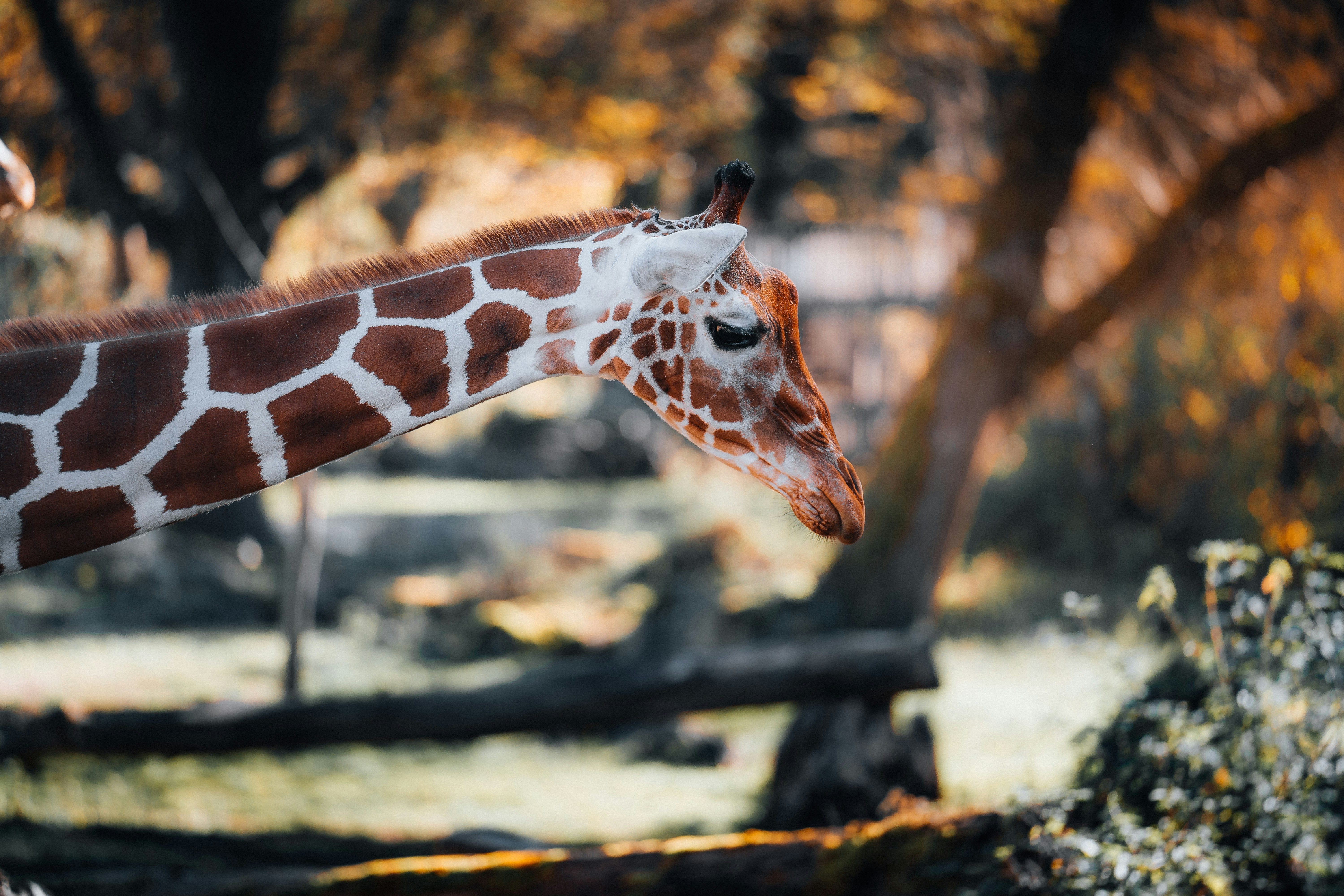 Elegance in Motion: The Giraffe's Graceful Gaze