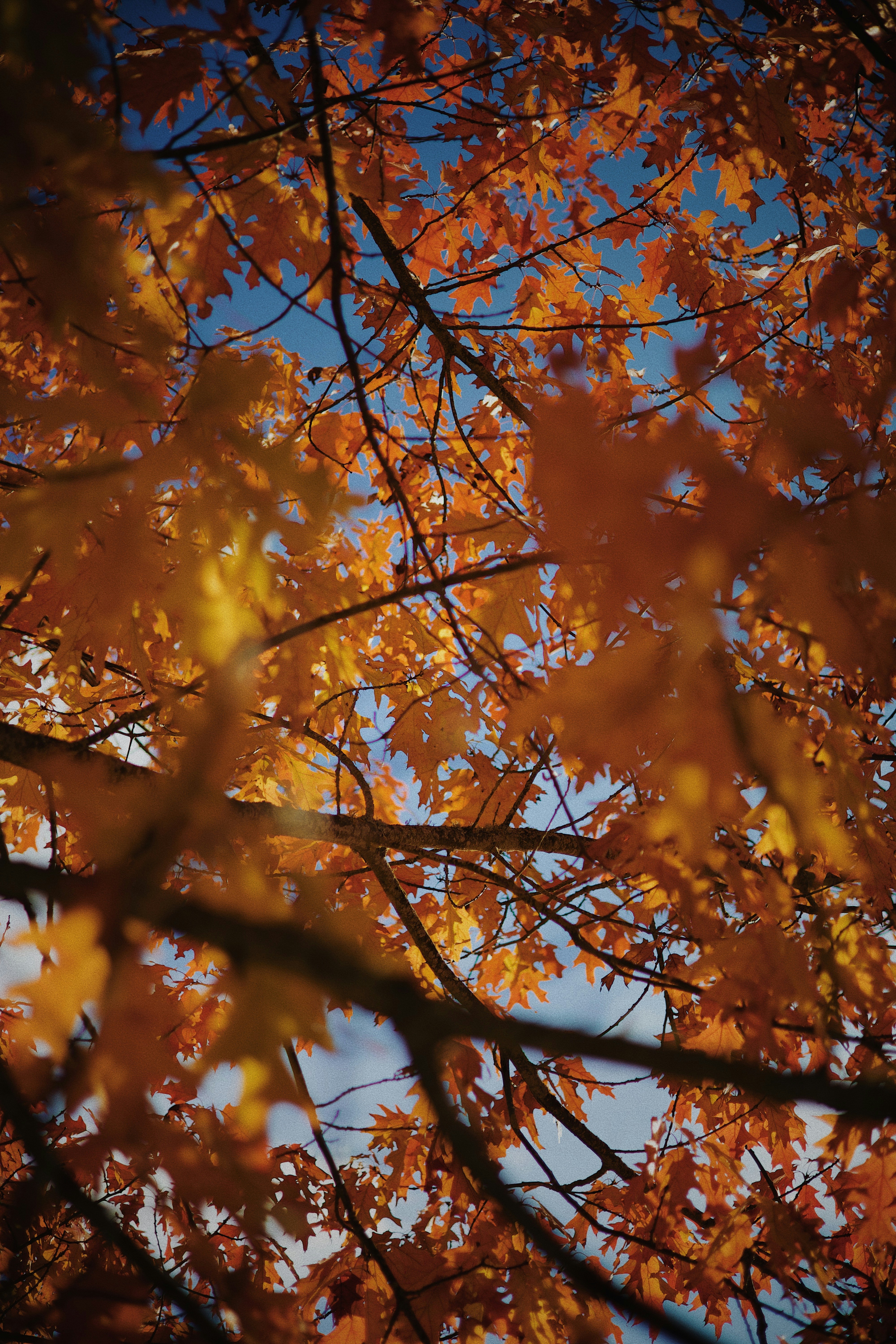 Autumn leaves against a bright blue sky