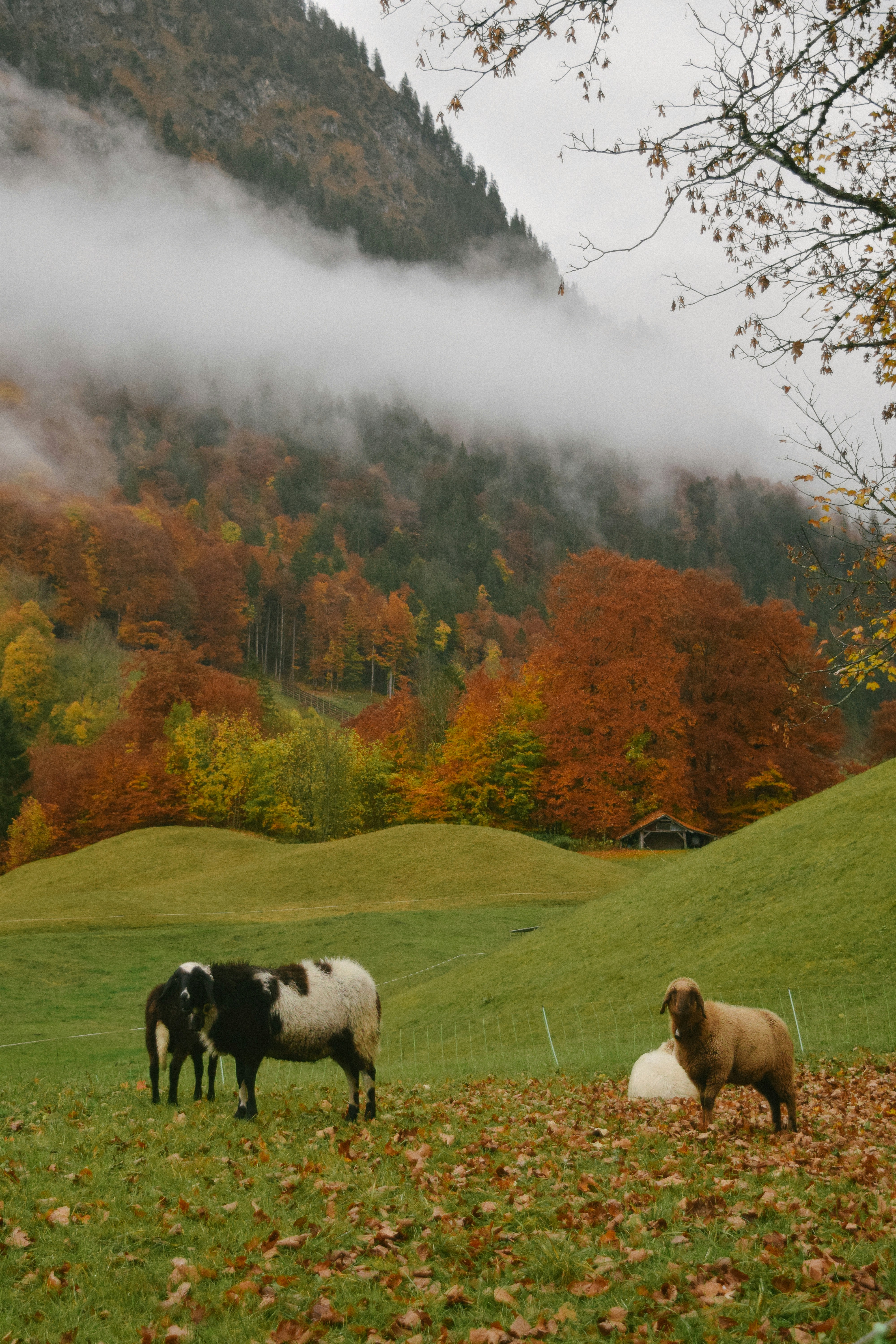autumnal colors in the alps | Sheep grazing in a field with autumn trees
