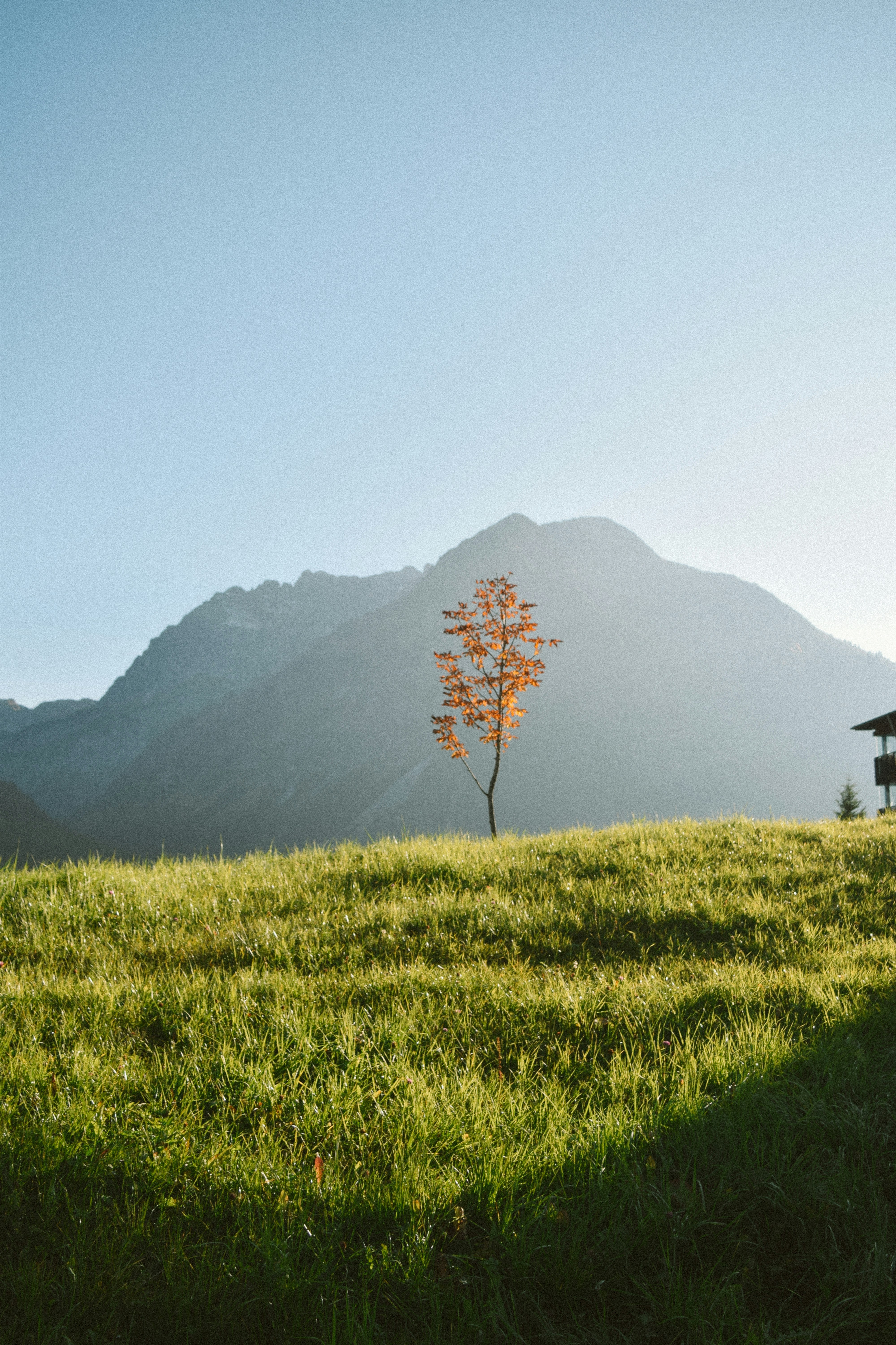 Lone tree on grassy hill with mountain background