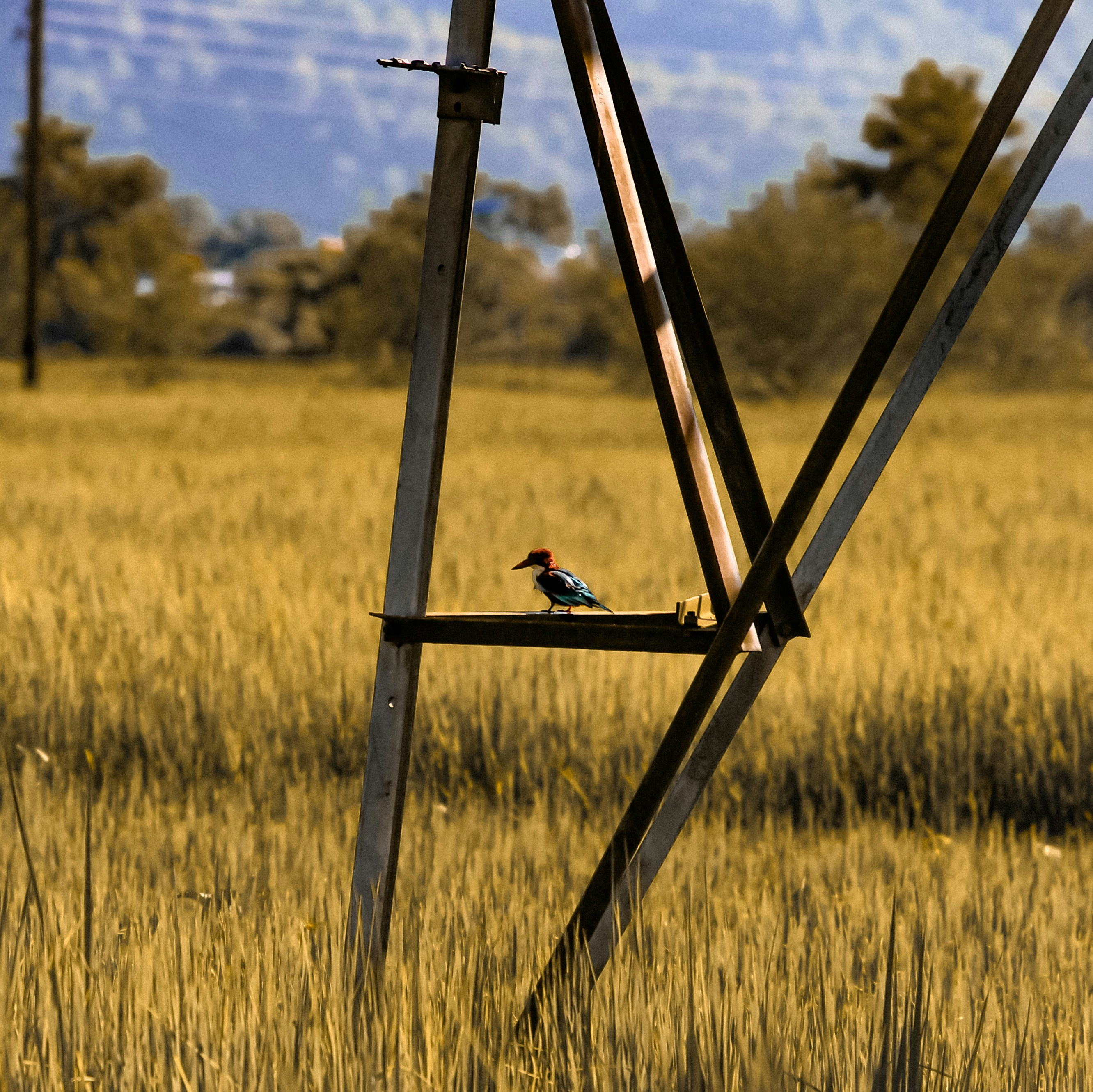The Watchful Sentinel of the Golden Fields
