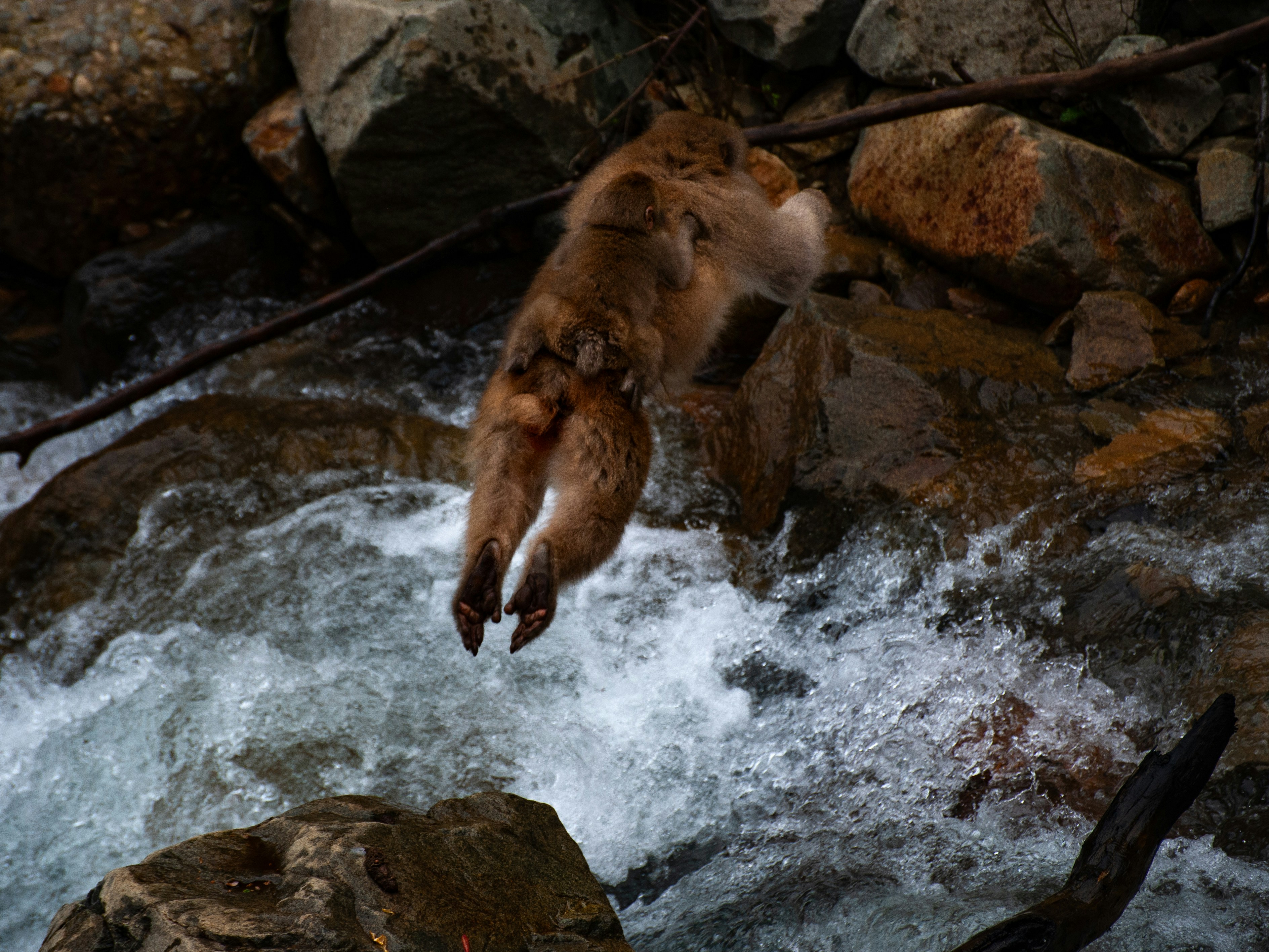Monkey jumping over a stream with rocks