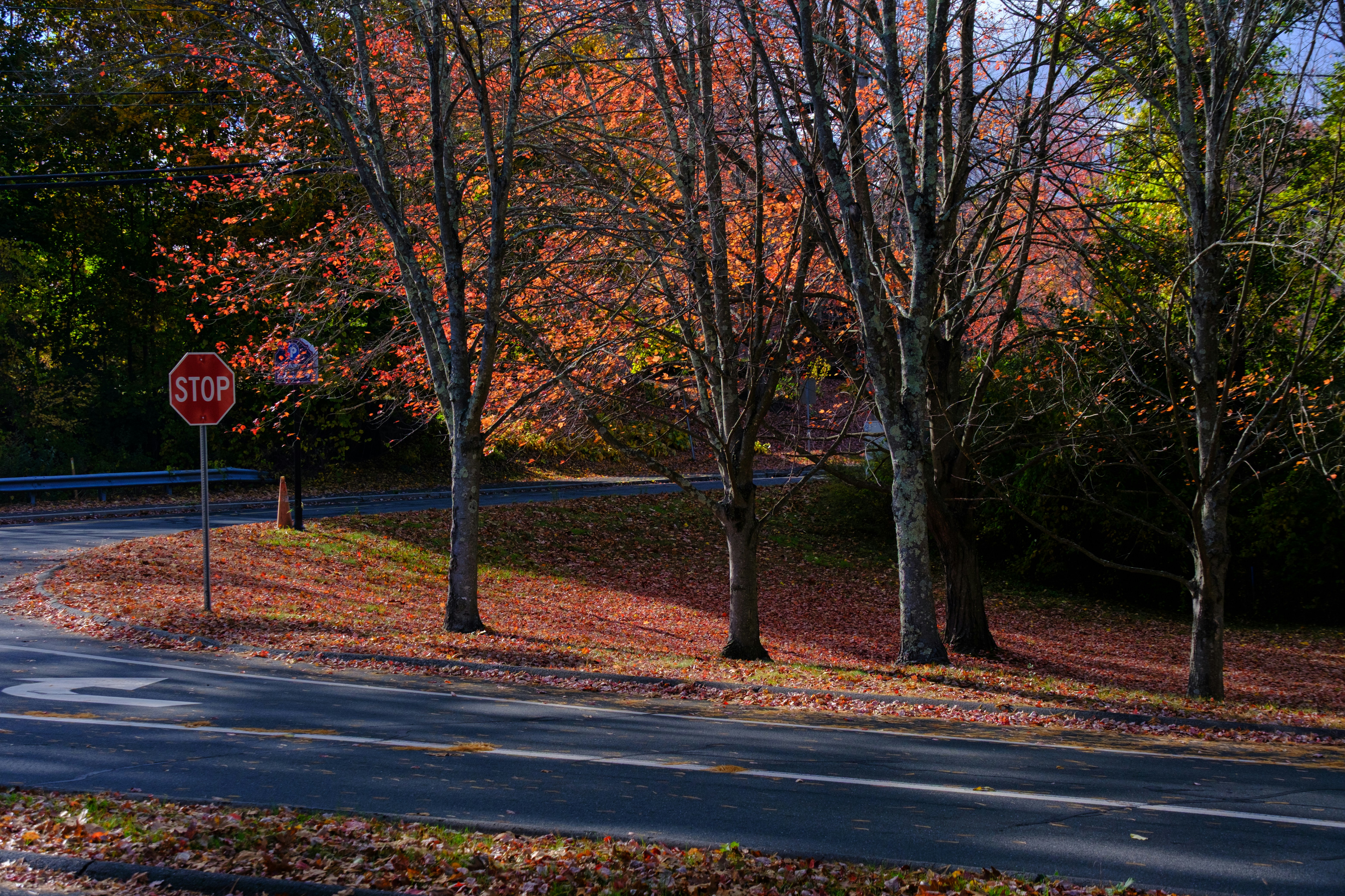 Trees with autumn leaves beside a road